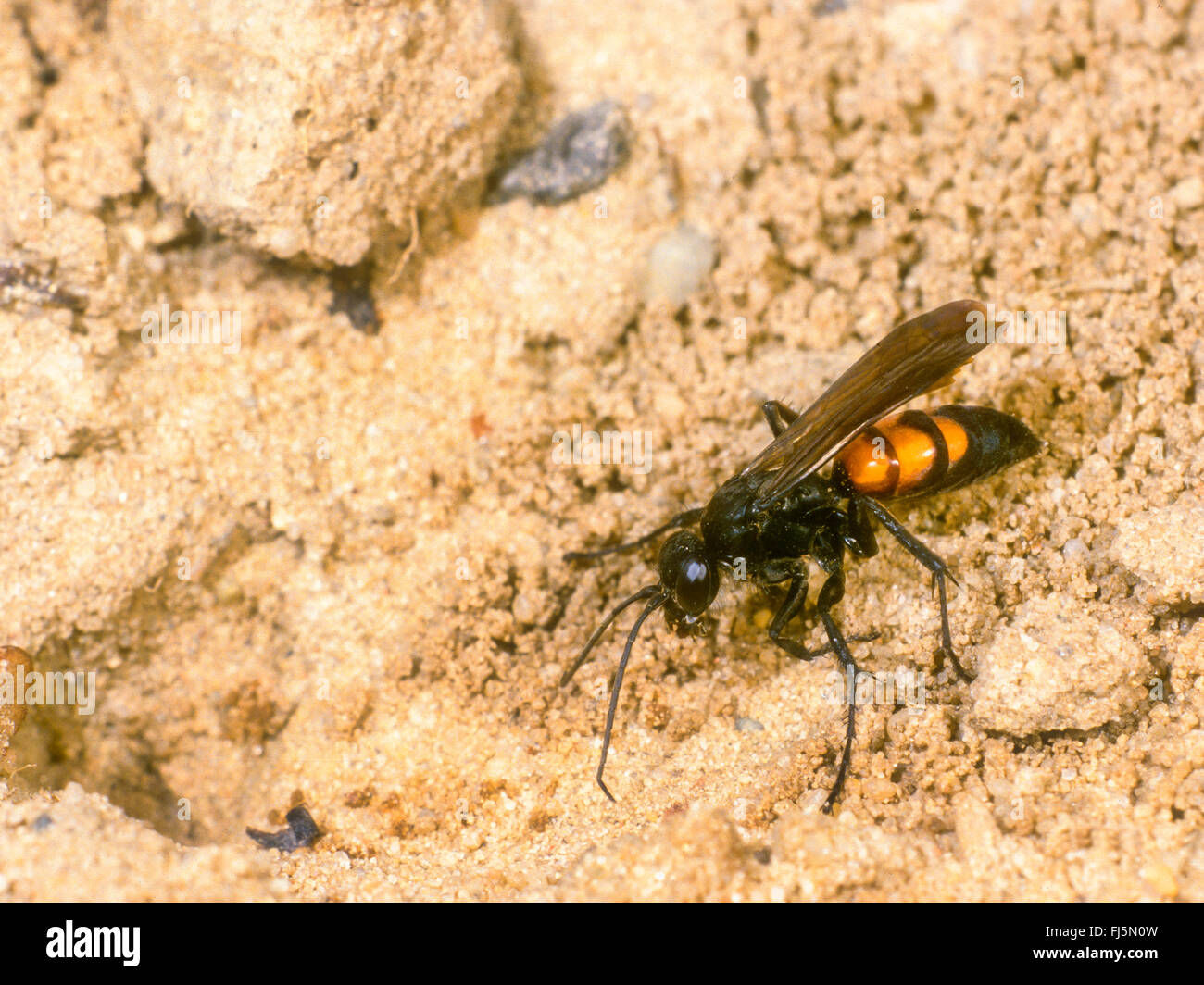 Black-banded spider wasp (Anoplius viaticus, Anoplius fuscus, Pompilus ...