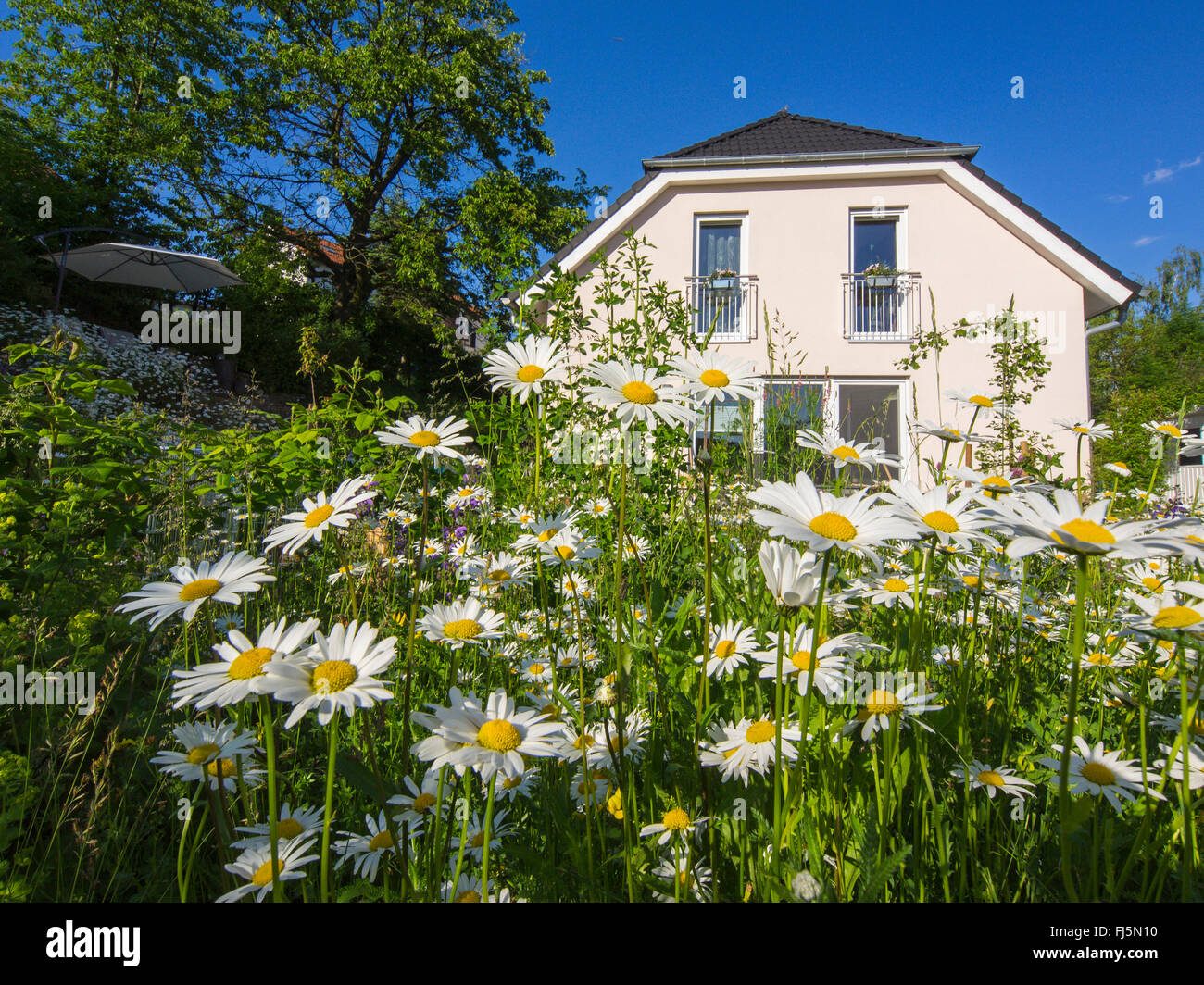 Large white daisy flowers hi-res stock photography and images - Alamy