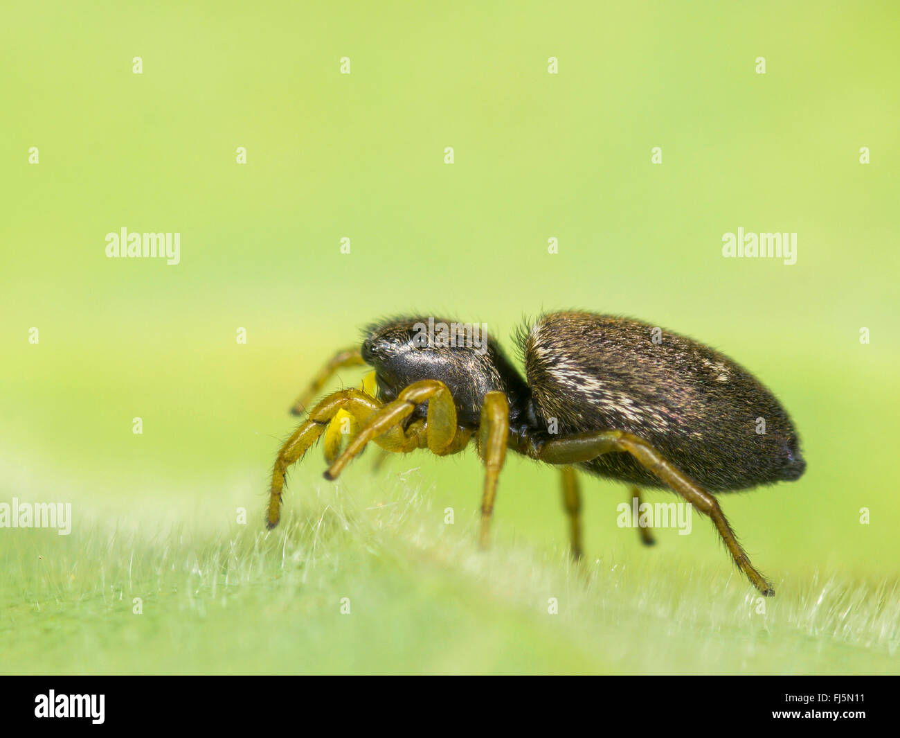 Jumping spider (Heliophanus flavipes), female, Germany Stock Photo - Alamy