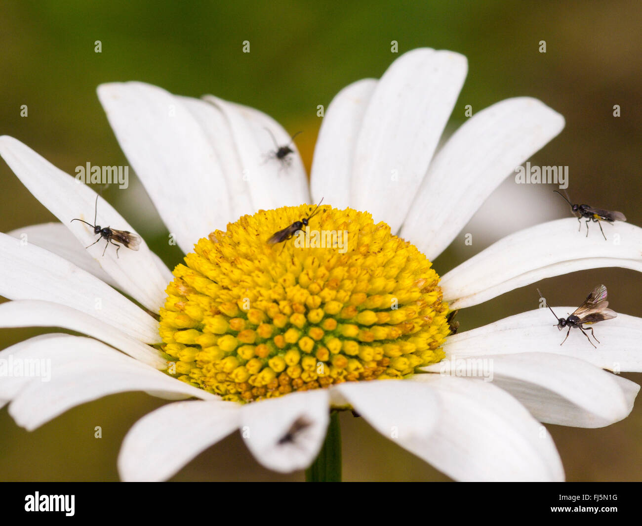 braconid, braconid wasp (Bracon atrator), Males on the flower of oxeye ...