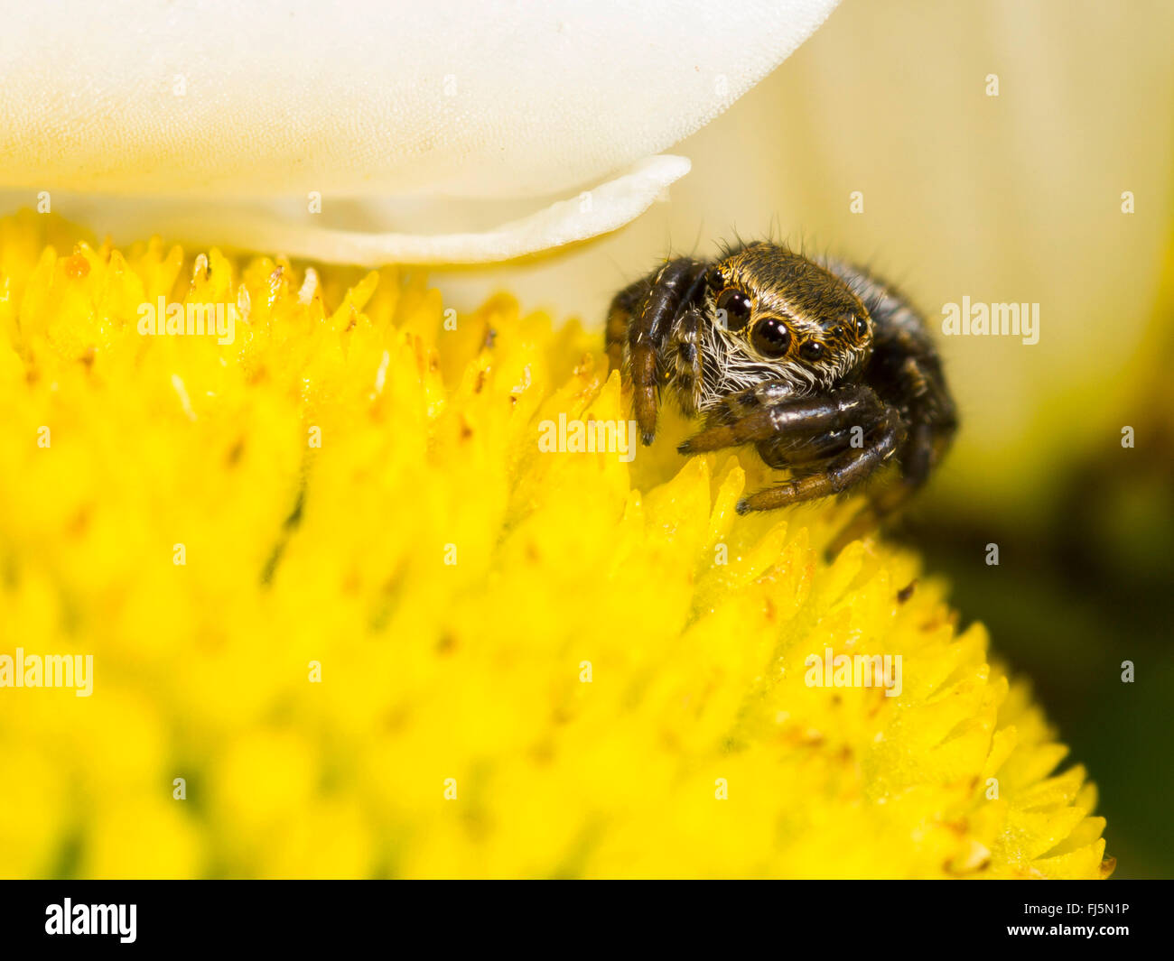 Jumping spider (Evarcha arcuata), Female sitting and hunting on the ...