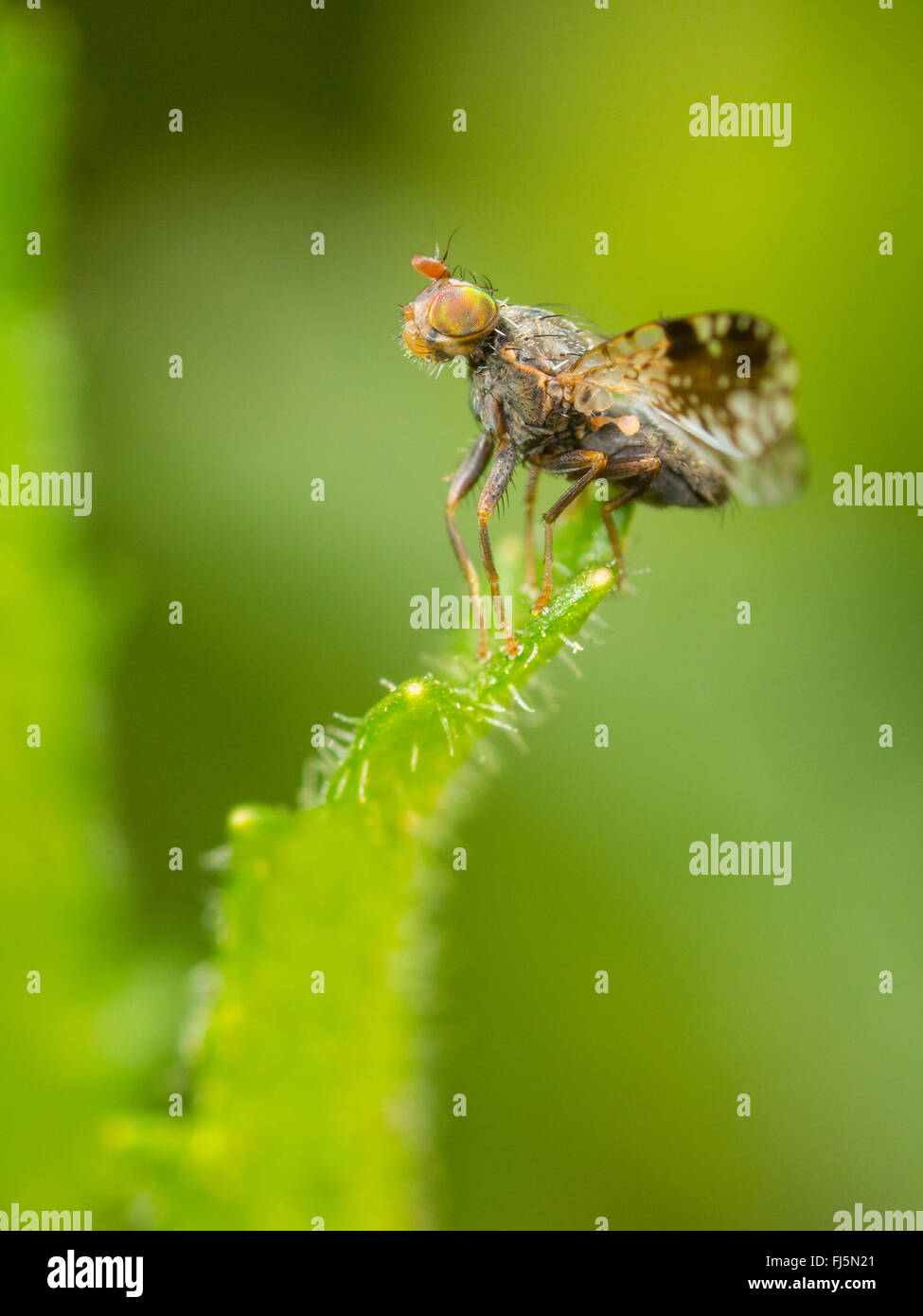 Trypetidae hi-res stock photography and images - Alamy