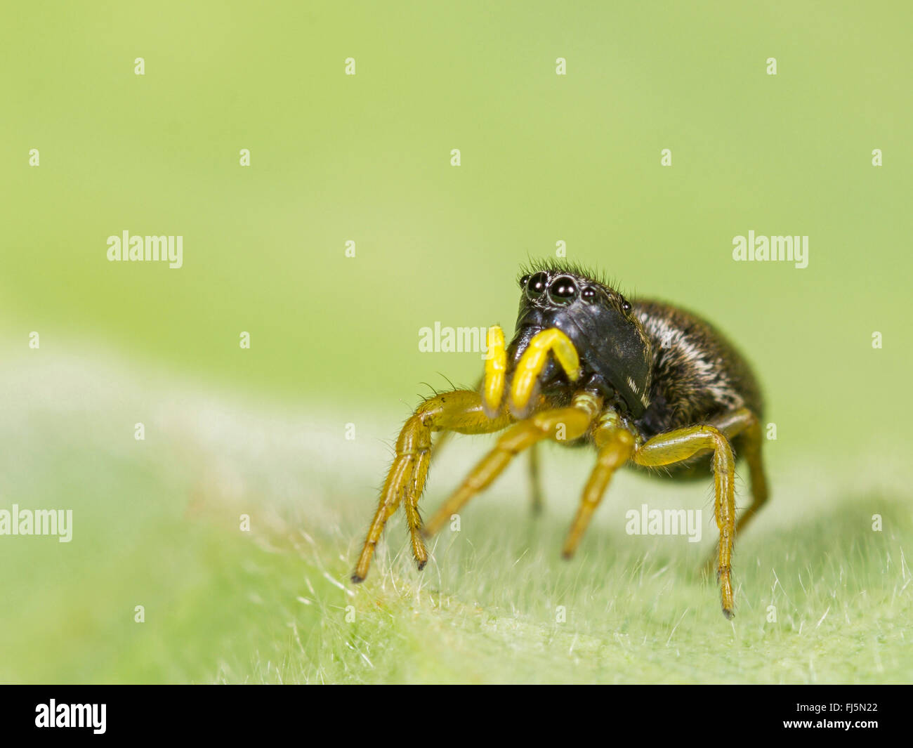 Jumping spider (Heliophanus flavipes), female, Germany Stock Photo - Alamy
