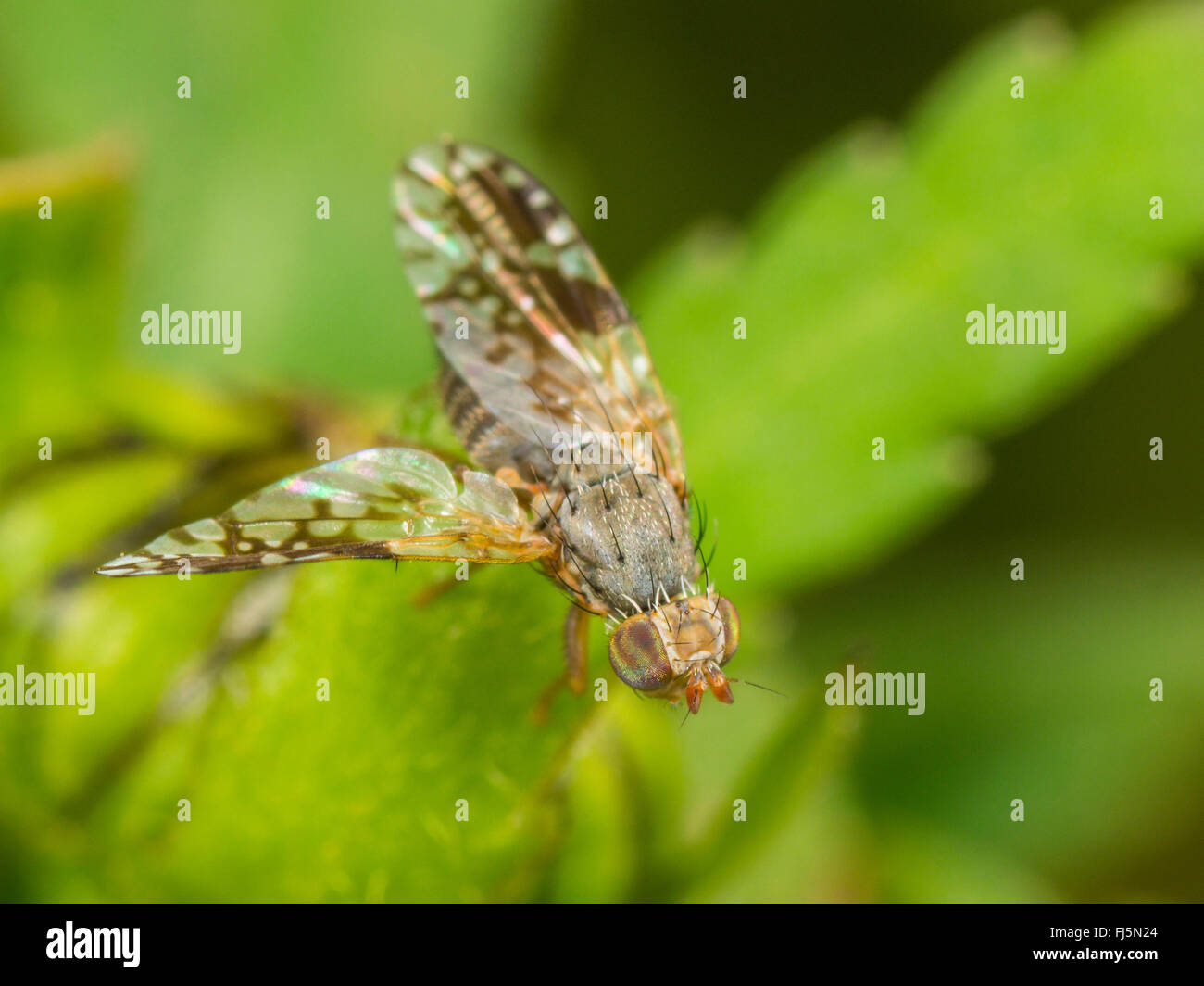 Tephritid fly (Tephritis neesii), Wing-waving female on ox-eye daisy ...
