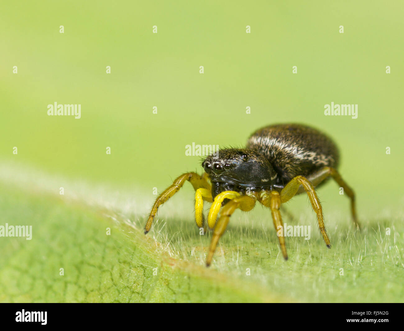 Jumping spider (Heliophanus flavipes), female, Germany Stock Photo - Alamy