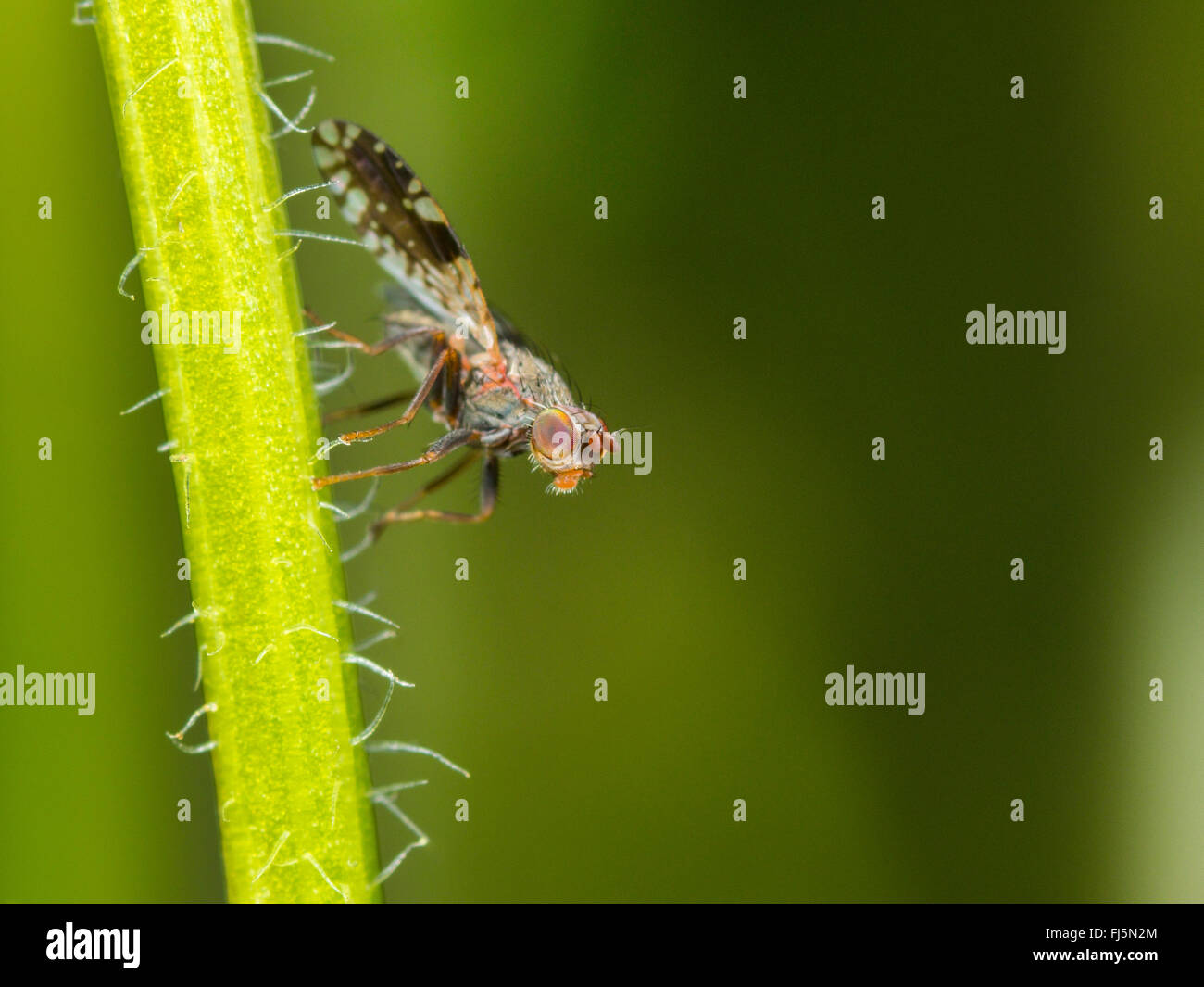 Trypetidae hi-res stock photography and images - Alamy