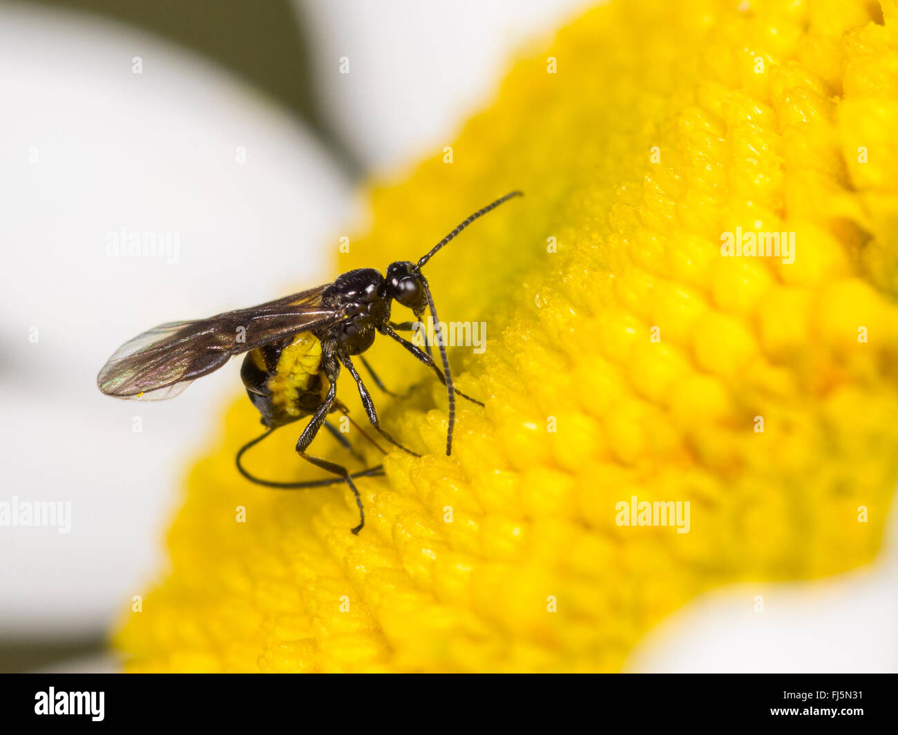 Wasp egg hi-res stock photography and images - Alamy