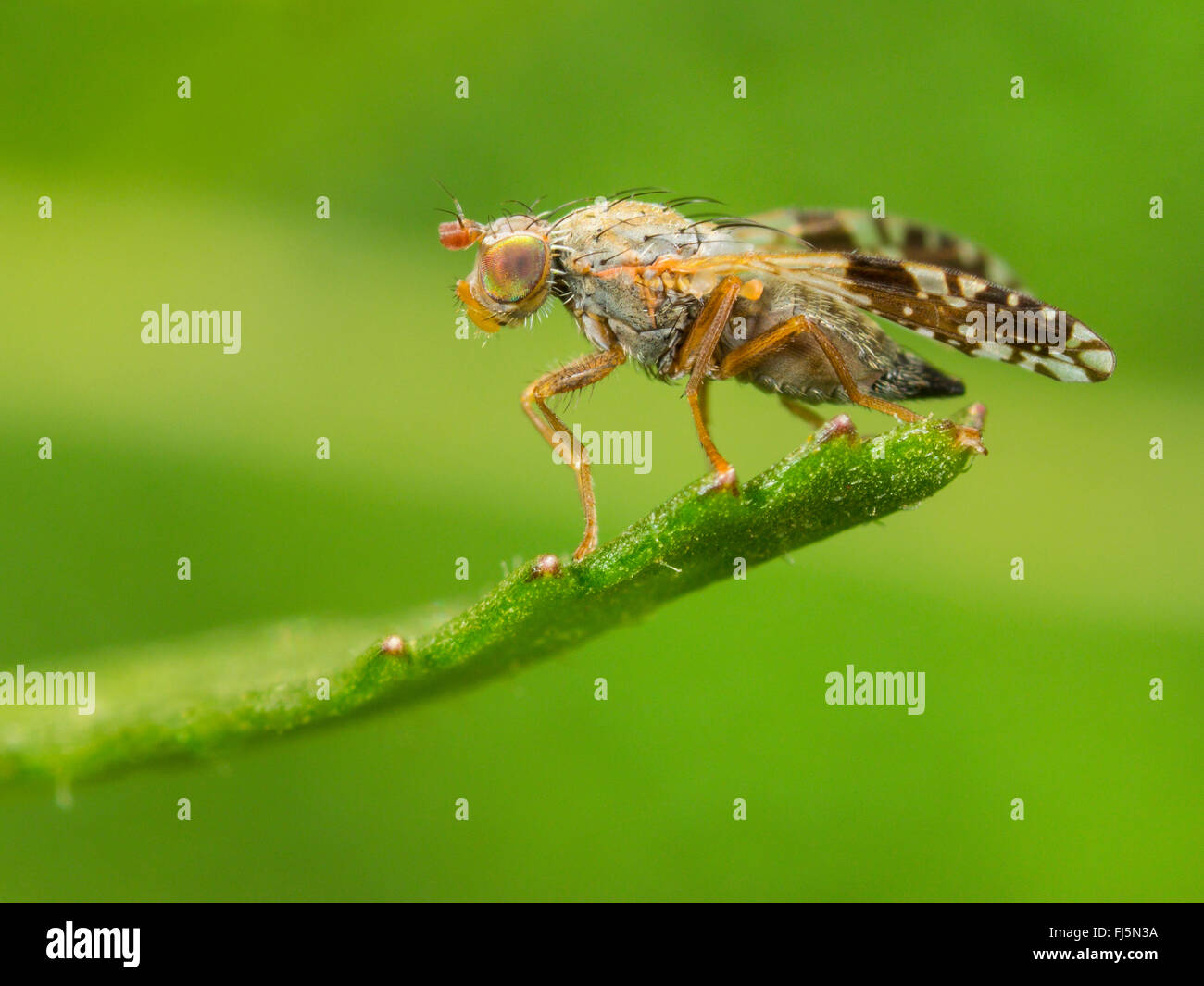 Tephritid fly tephritis neesii hi-res stock photography and images - Alamy