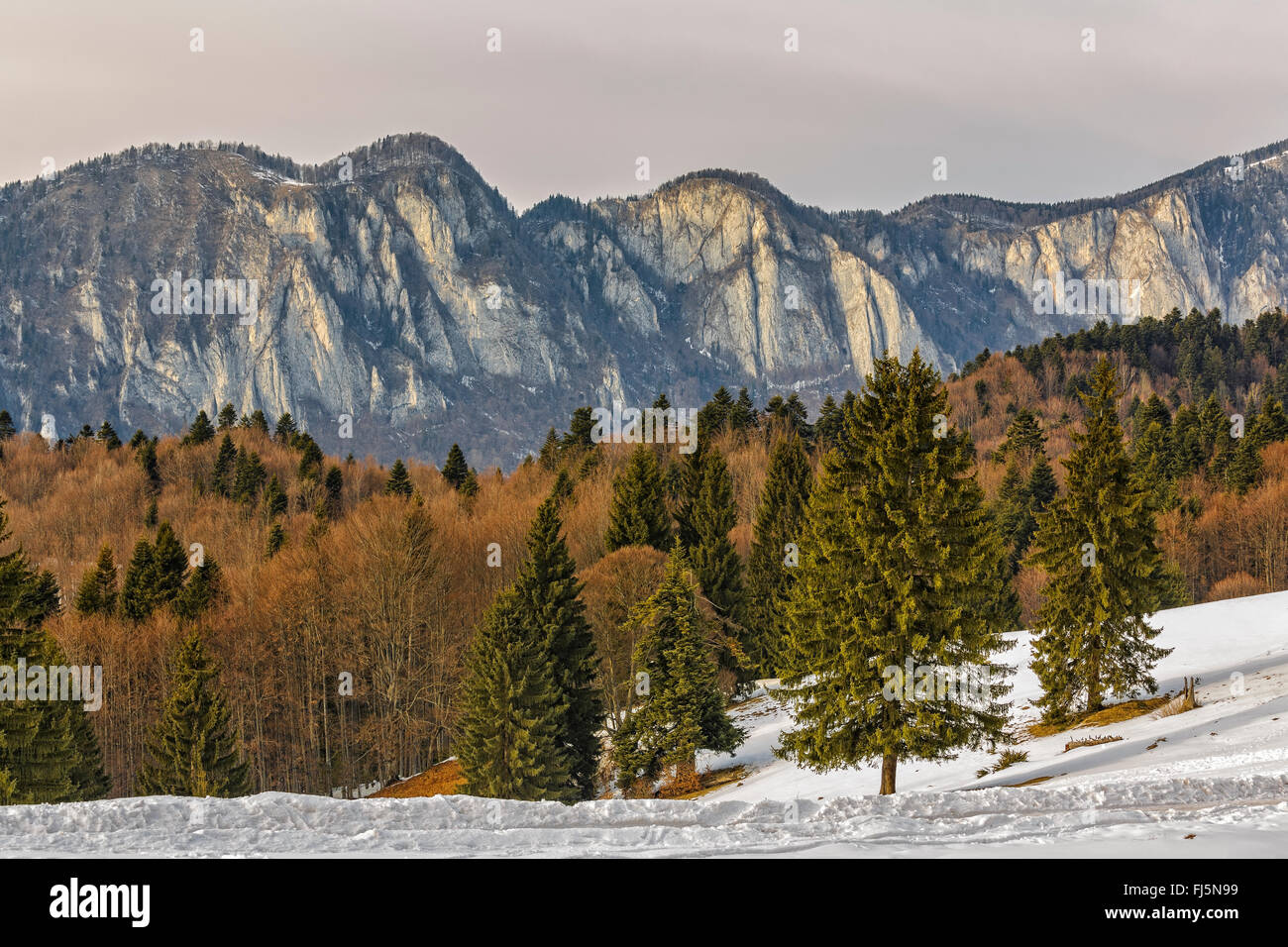 Wintry landscape with Postavaru mountains range early in the morning ...