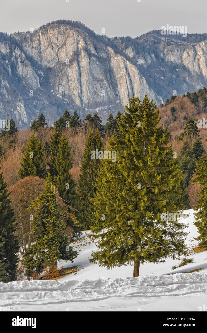 Winter landscape with Postavaru mountains ridge and mixed forest in the ...