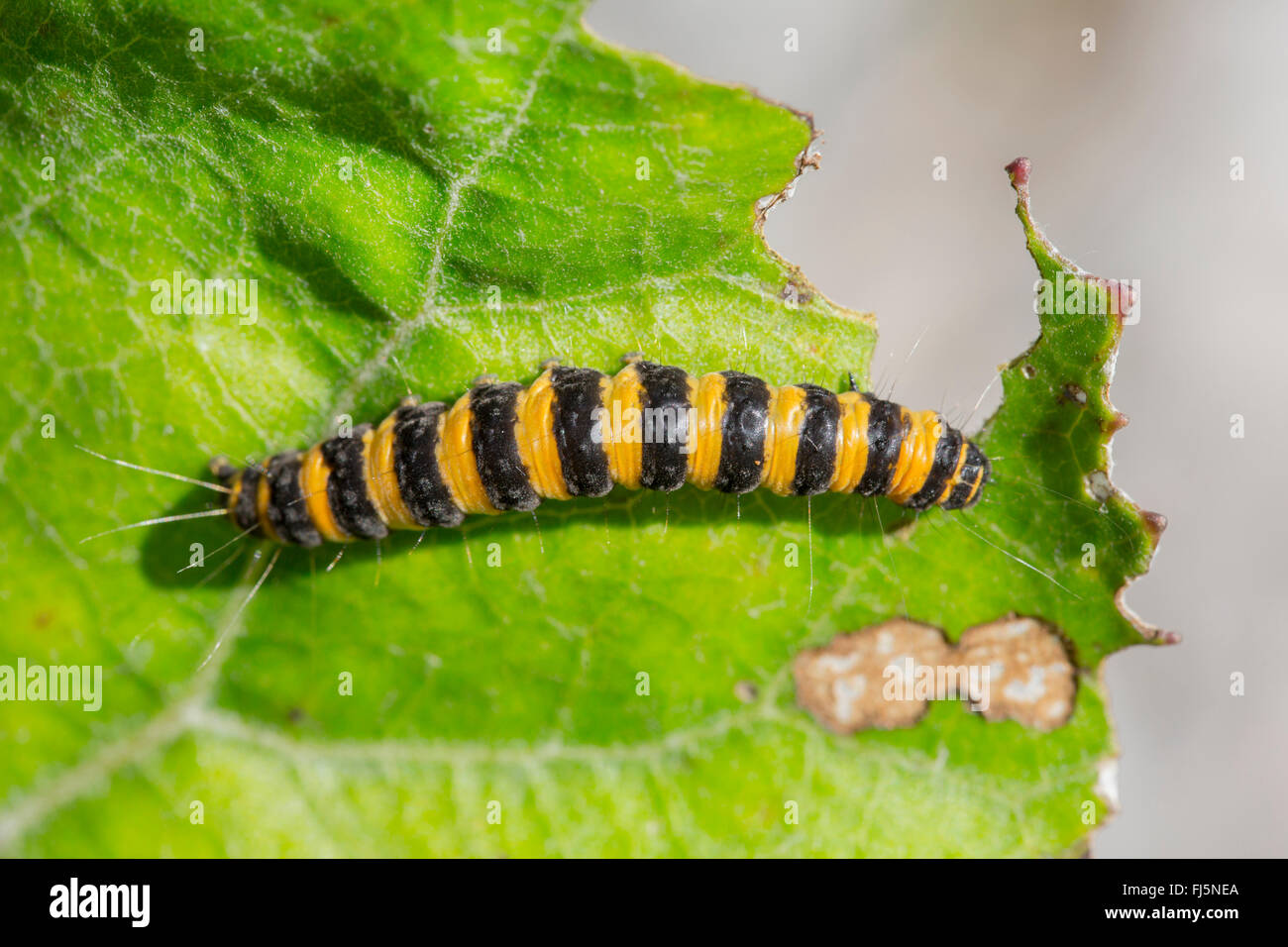 Caterpillar cinnabar moth feeding hi-res stock photography and images ...