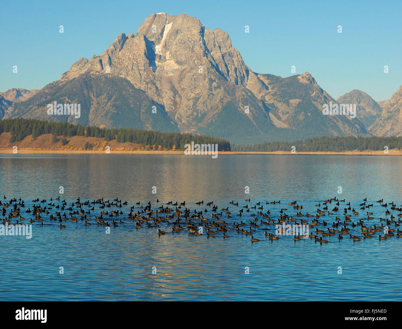 American coots on west lake hi-res stock photography and images - Alamy