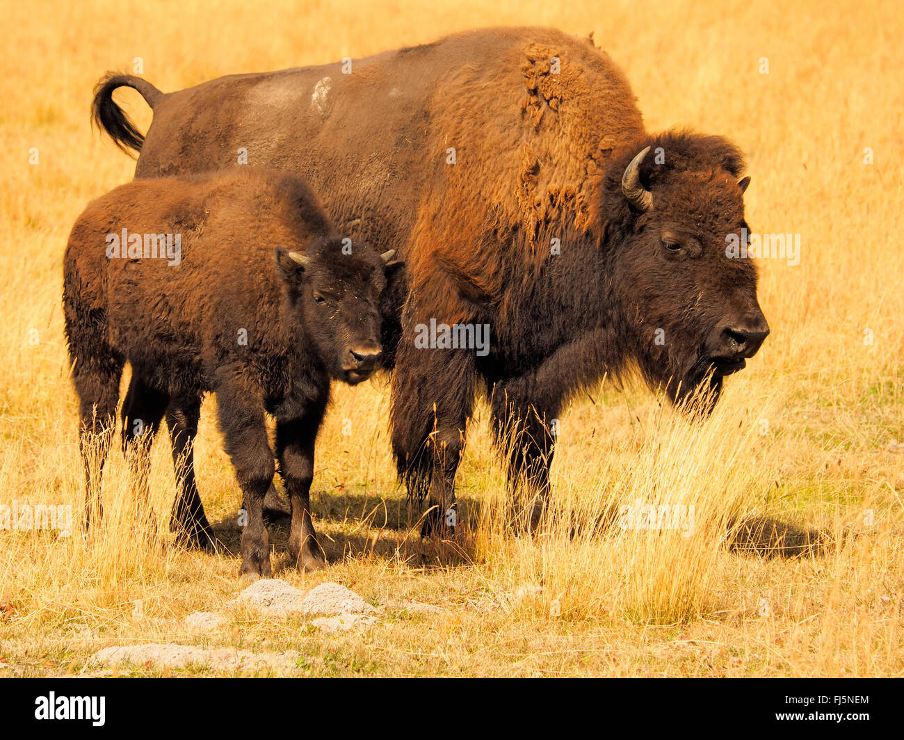American bison, buffalo (Bison bison), female with calf, USA, Wyoming ...