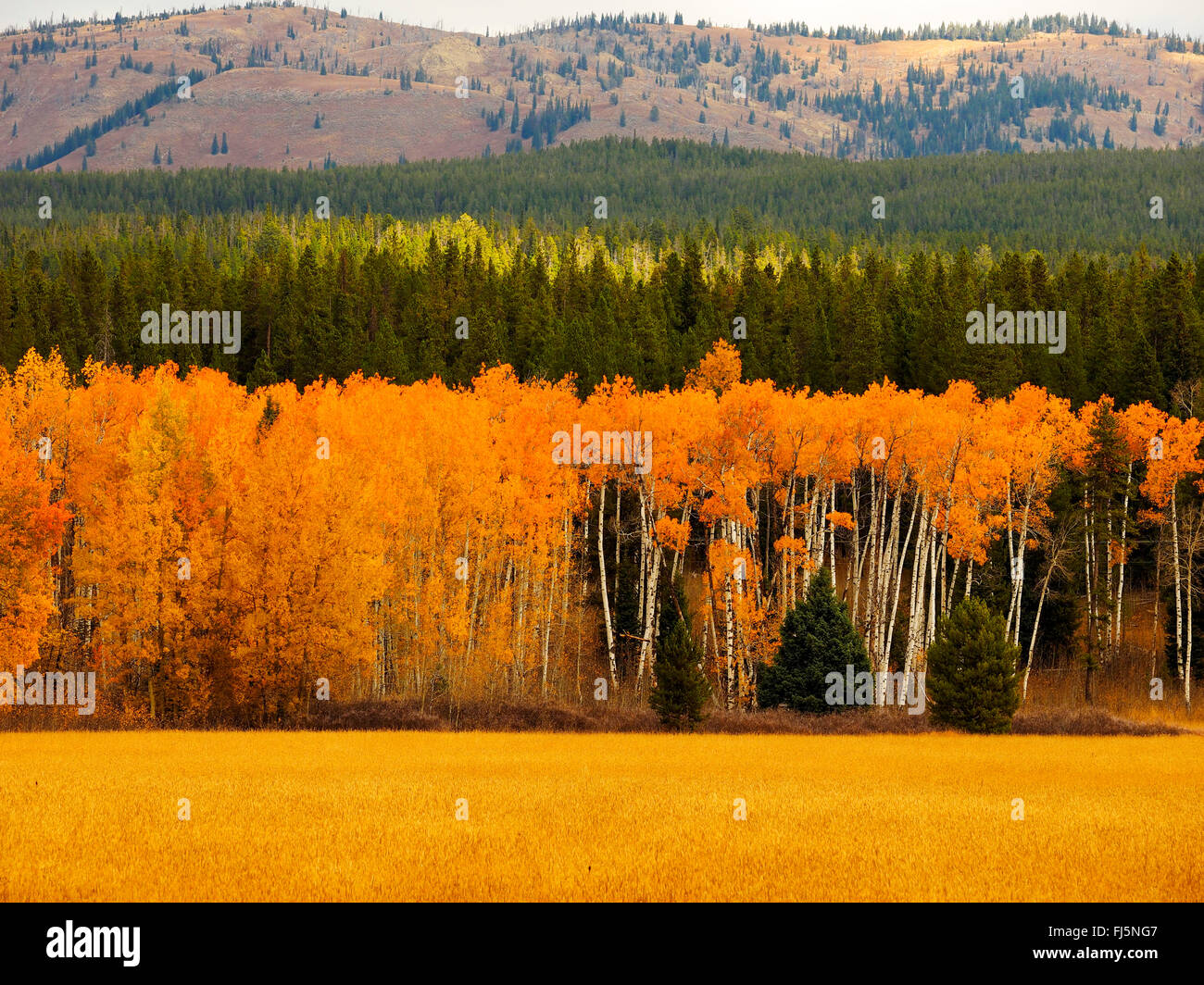 American aspen, quaking aspen, trembling aspen (Populus tremuloides ...