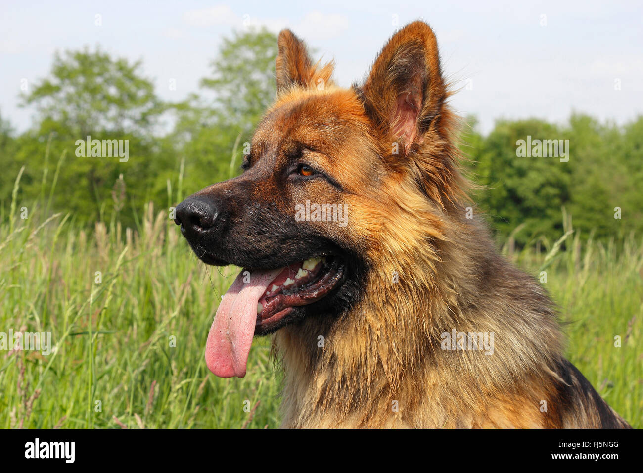 Old German Sheepdog (Canis lupus f. familiaris), one year old male dog ...