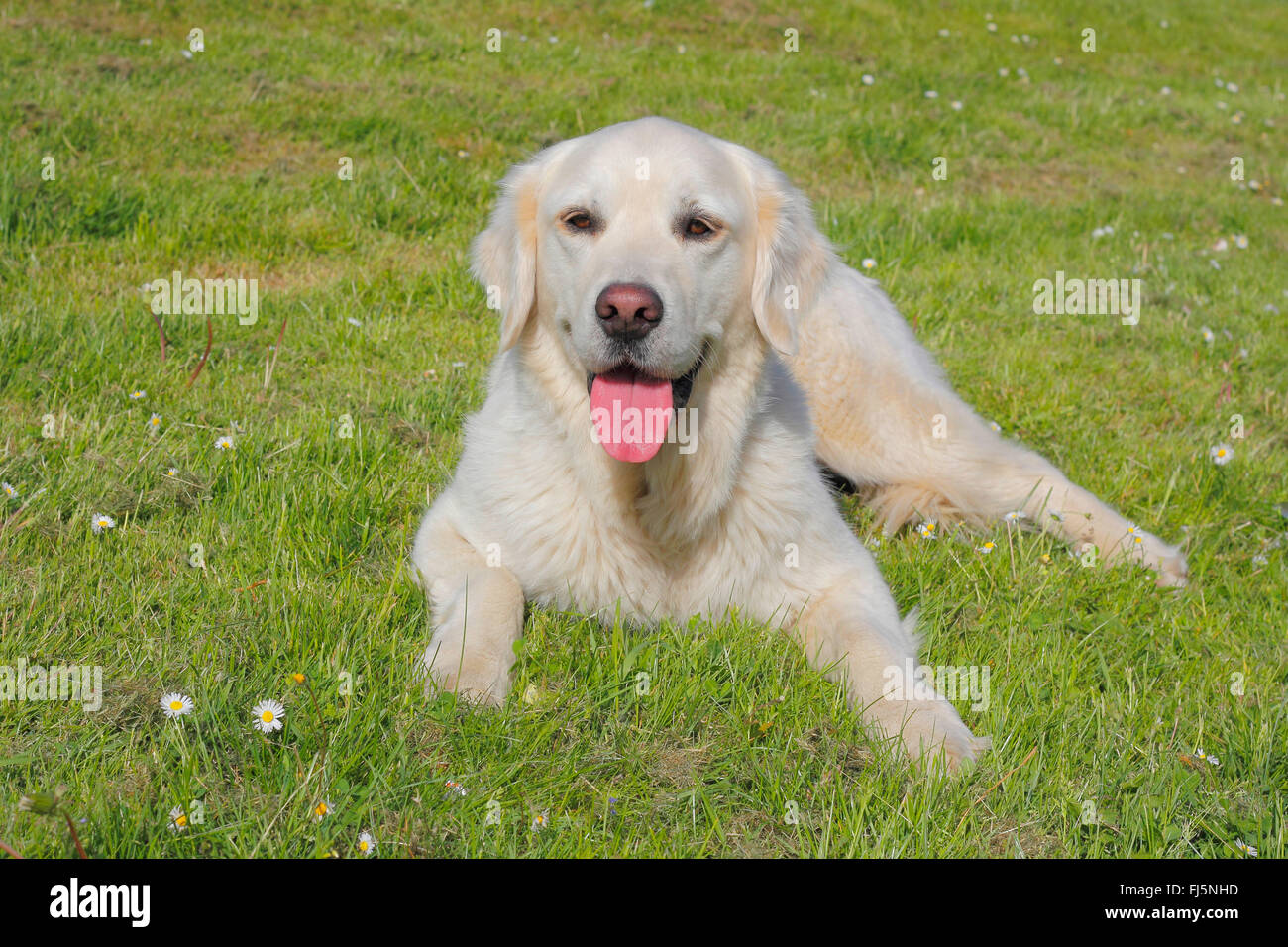 Golden Retriever (Canis lupus f. familiaris), five years old white male ...