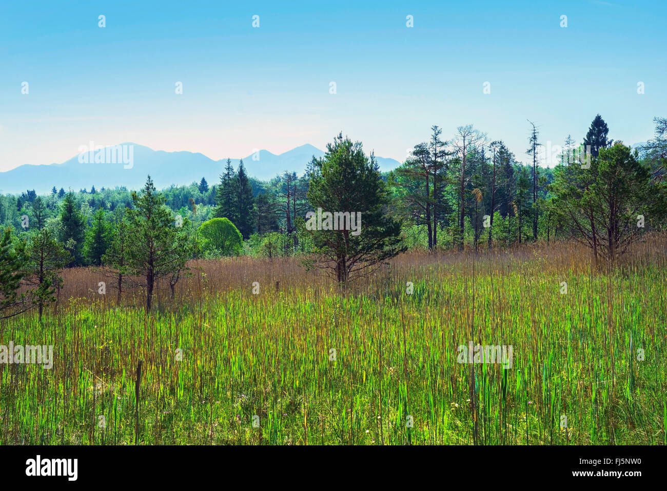 moorland in backlight, Murnauer Moos, Germany, Bavaria, Oberbayern ...