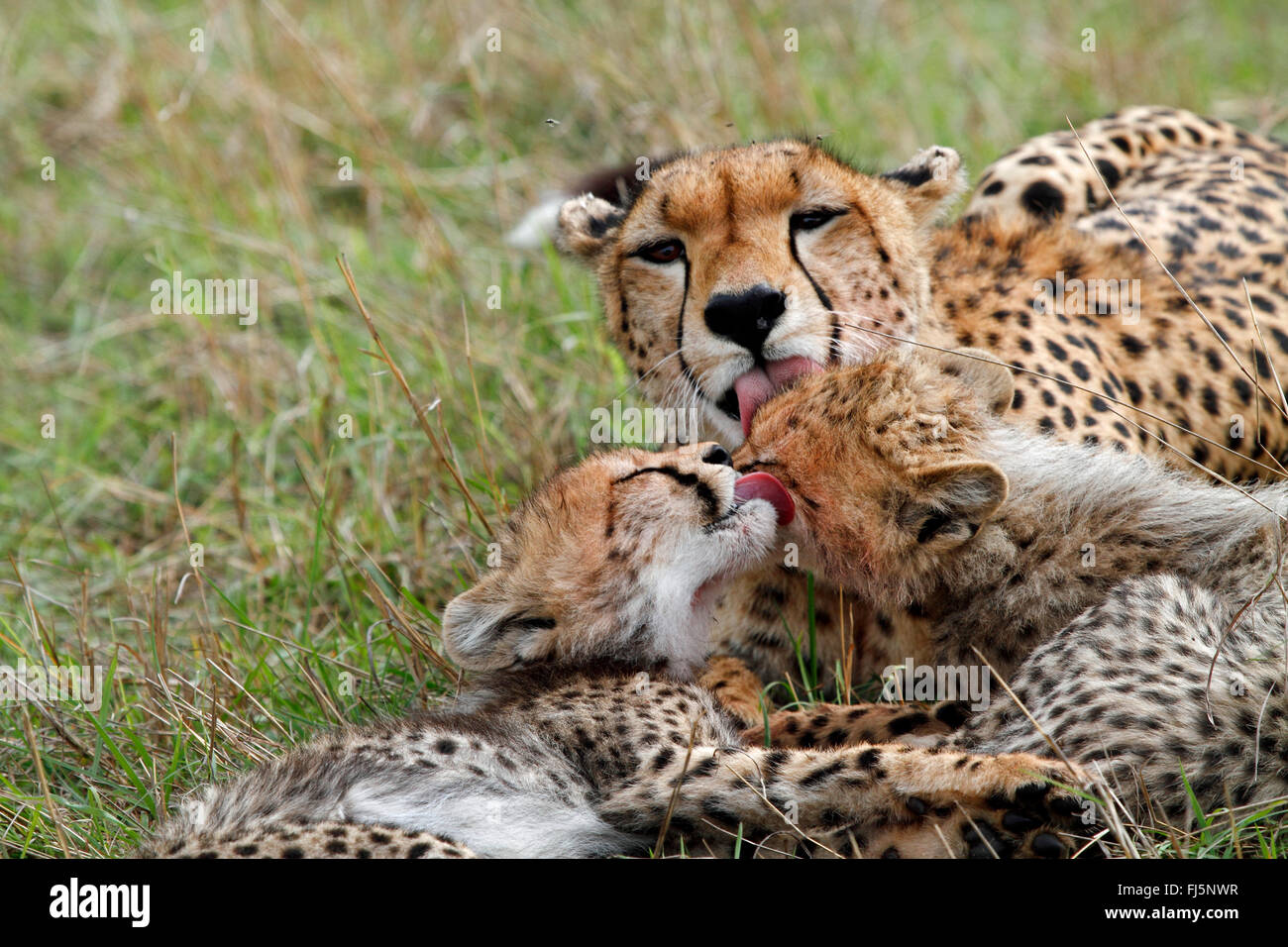 cheetah (Acinonyx jubatus), female and cubs grooming, Kenya, Masai Mara ...