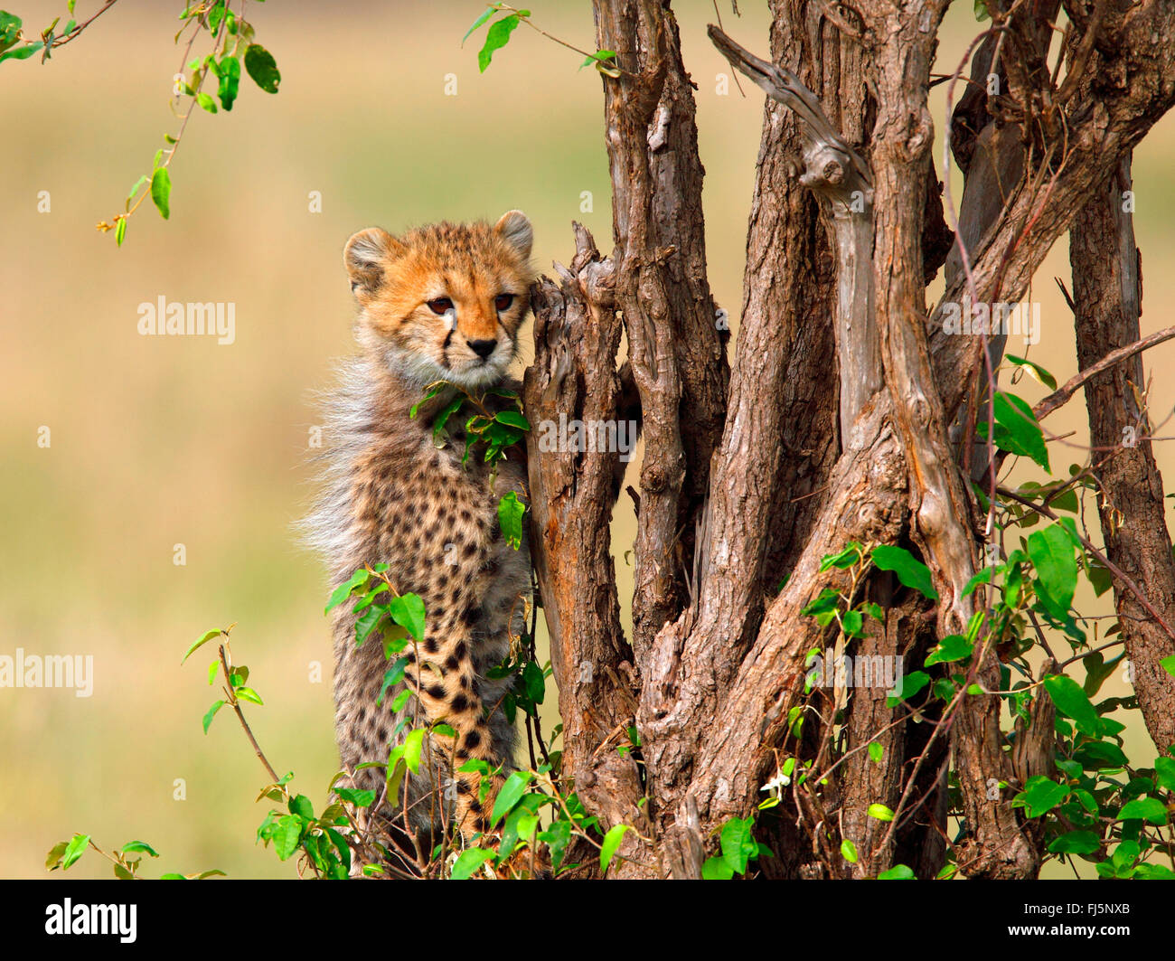 Cheetahs at tree hi-res stock photography and images - Alamy