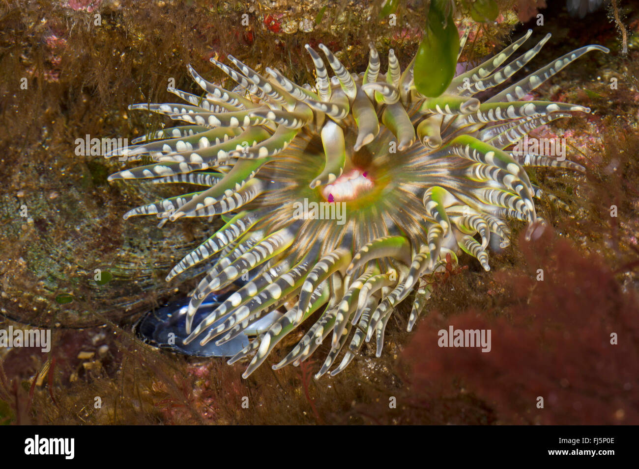 Gem Anemone, Gem Sea Anemone (Aulactinia verrucosa, Bunodactis ...