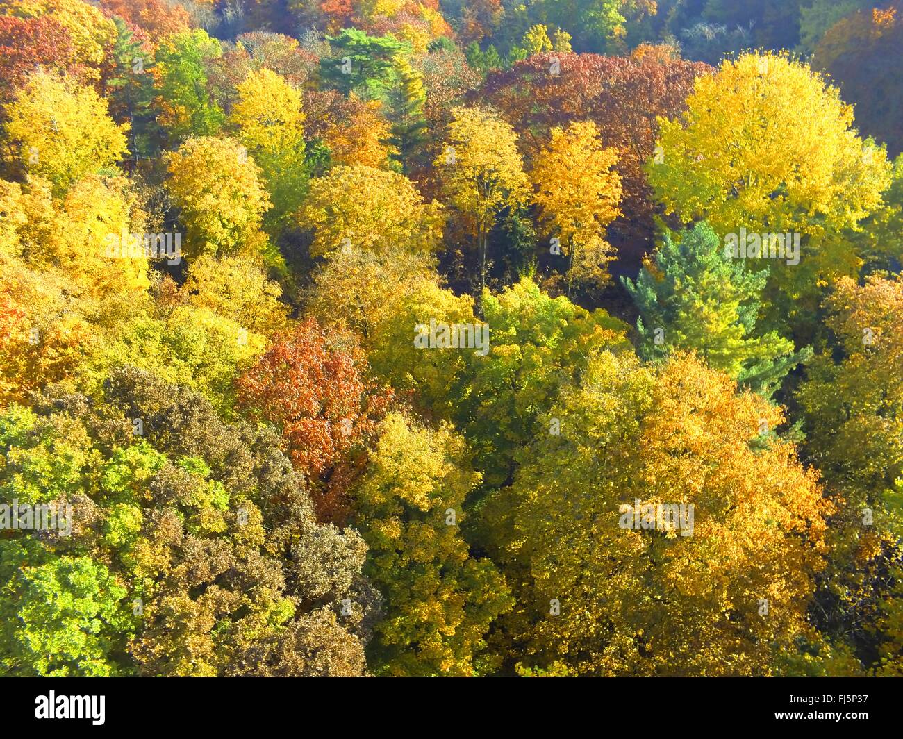 Aerial perspective of tree tops hi-res stock photography and images - Alamy