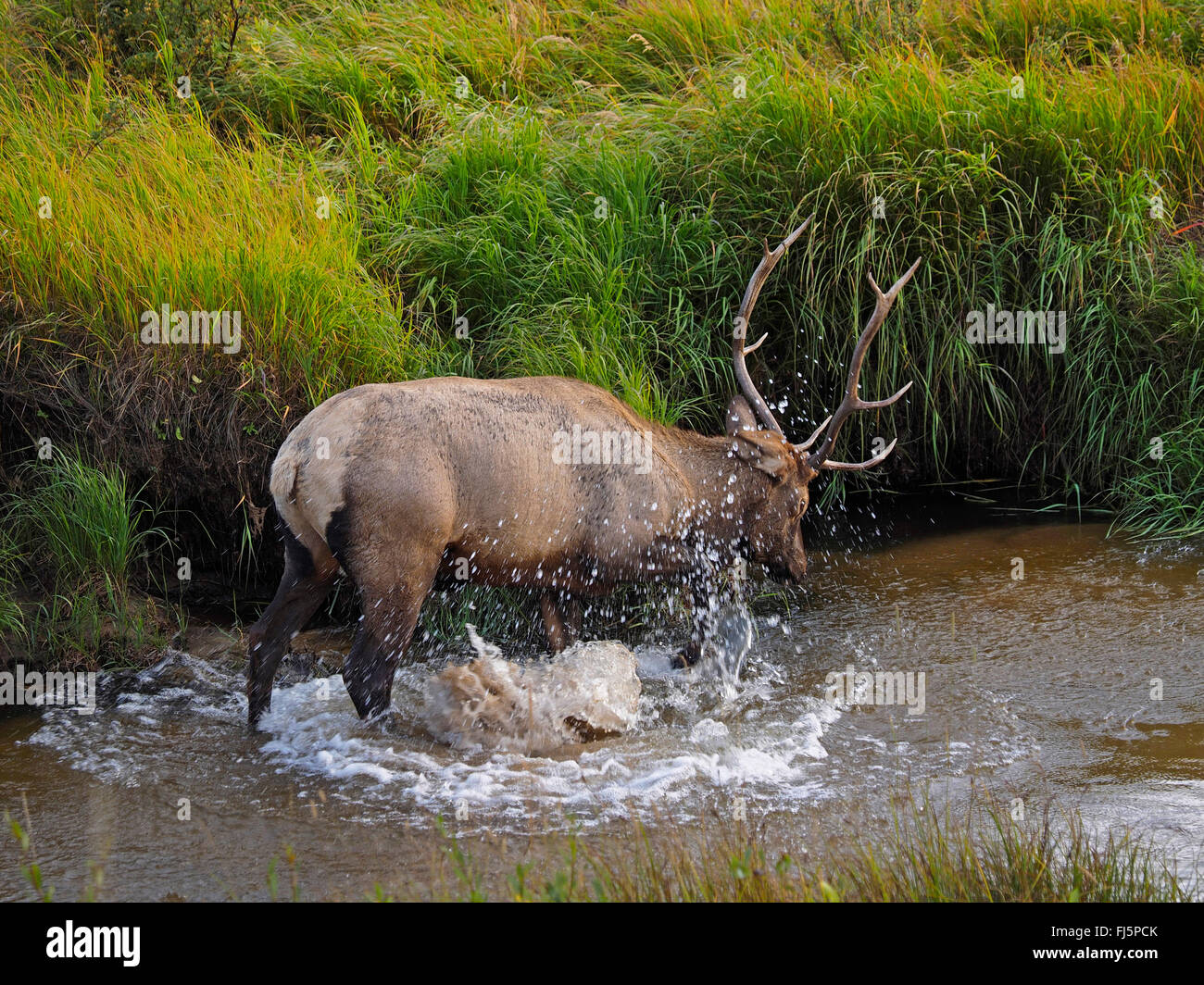 Rocky mountain wapitis hi-res stock photography and images - Alamy