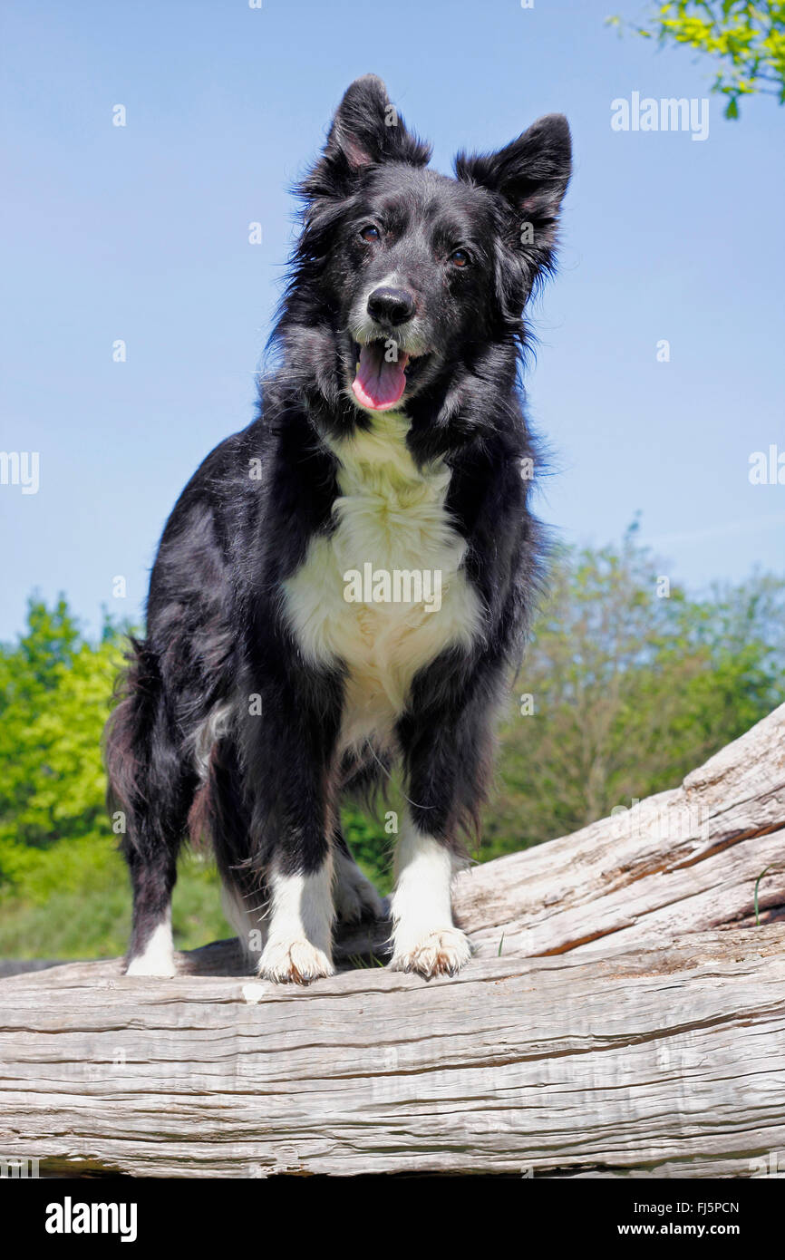 Border Collie (Canis lupus f. familiaris), thirteen years old Border ...