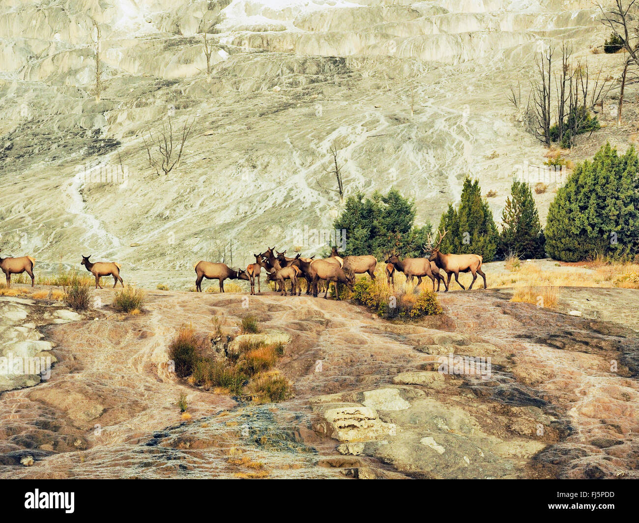 Dead wapiti hi-res stock photography and images - Alamy