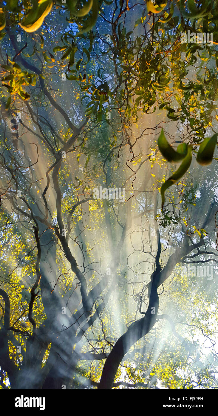 Dragons claw hi-res stock photography and images - Alamy