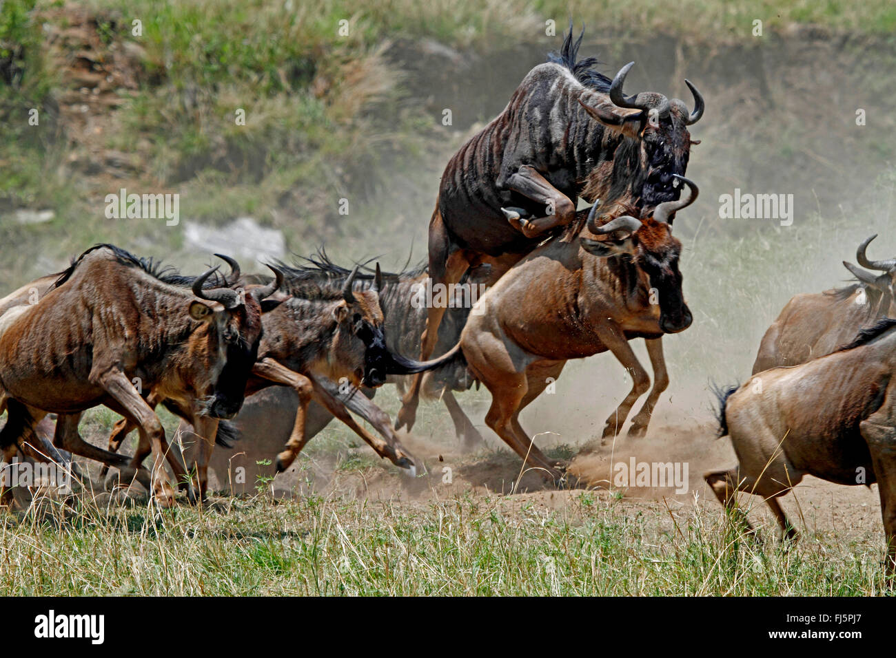 Eastern white bearded wildebeest hi-res stock photography and images ...