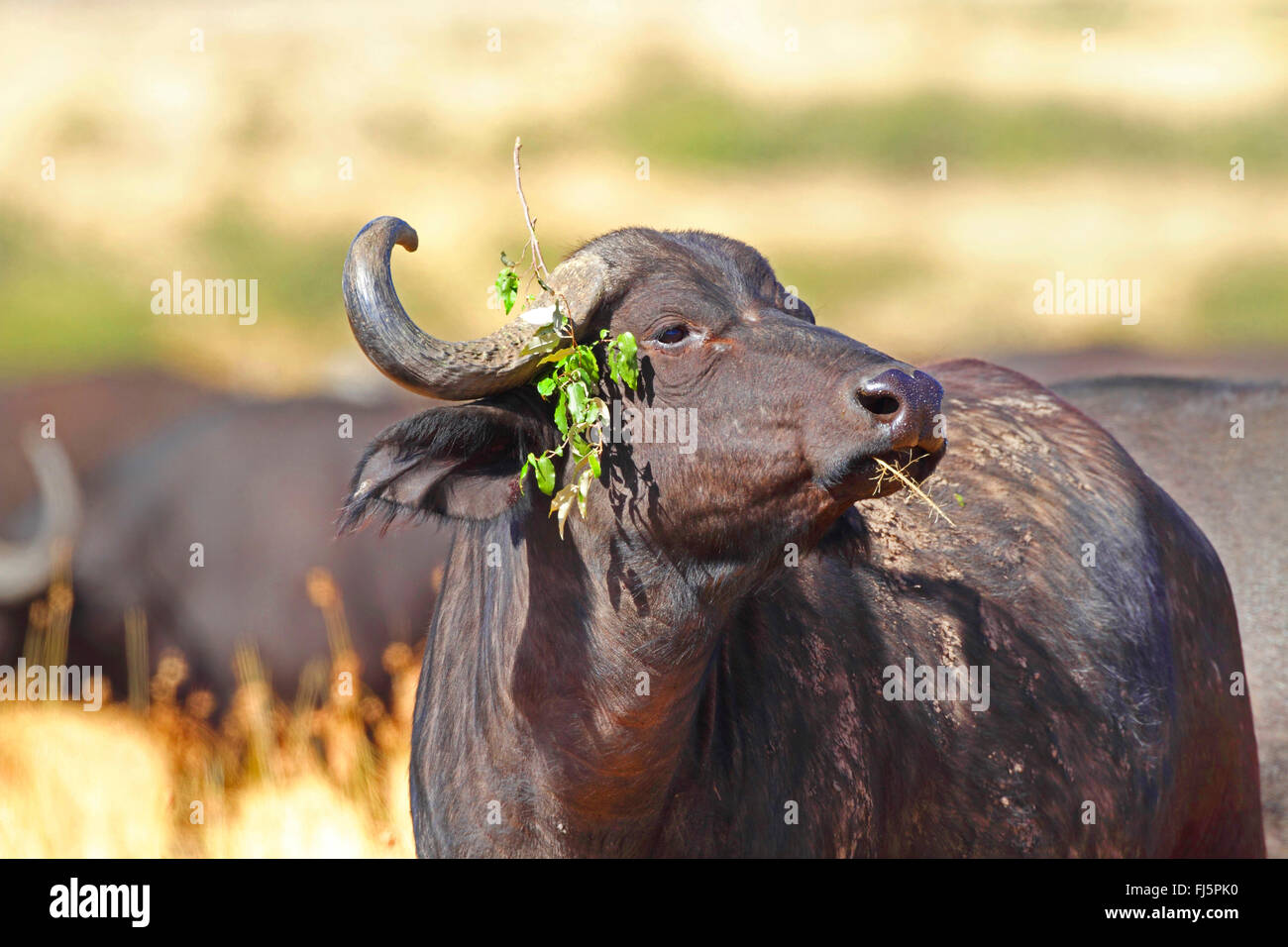 Buffalo horn hi-res stock photography and images - Alamy