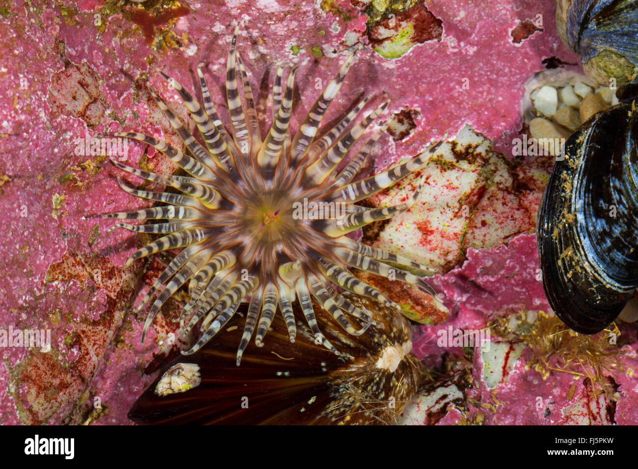 Gem Anemone, Gem Sea Anemone (Aulactinia verrucosa, Bunodactis ...