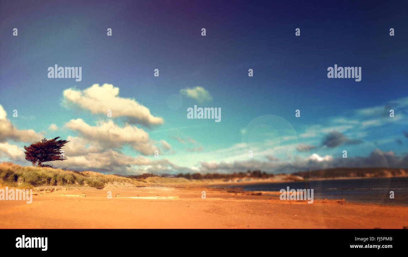 seaside landscape with tree Stock Photo - Alamy