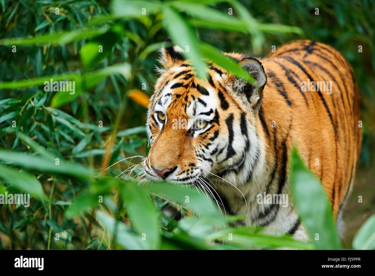 Siberian tiger, Amurian tiger (Panthera tigris altaica), with bamboo ...