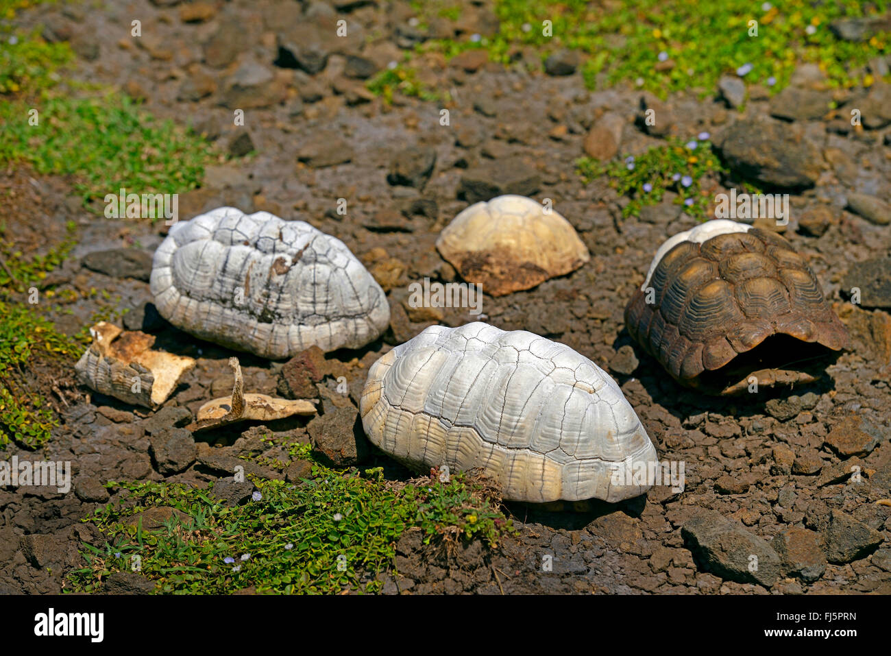 empty tortoise shells on stony ground, Grenada, Sandy island, Carriacou ...