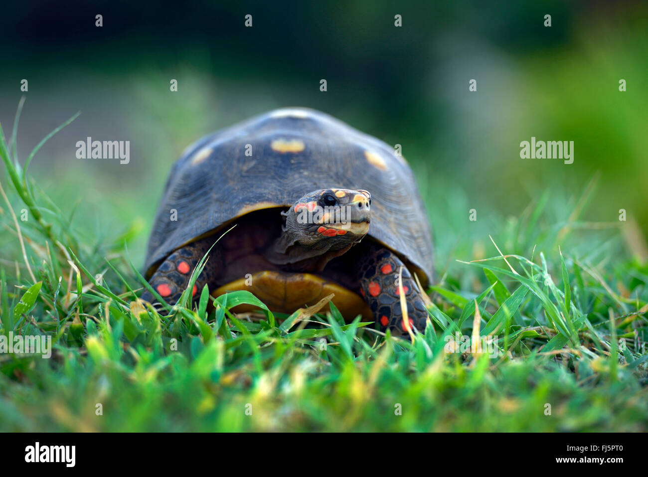 red-footed tortoise (Chelonoidis carbonarius), Turtle with red legs in ...