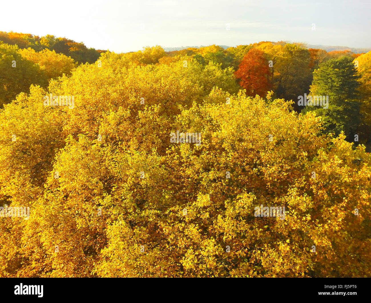 Aerial perspective of tree tops hi-res stock photography and images - Alamy