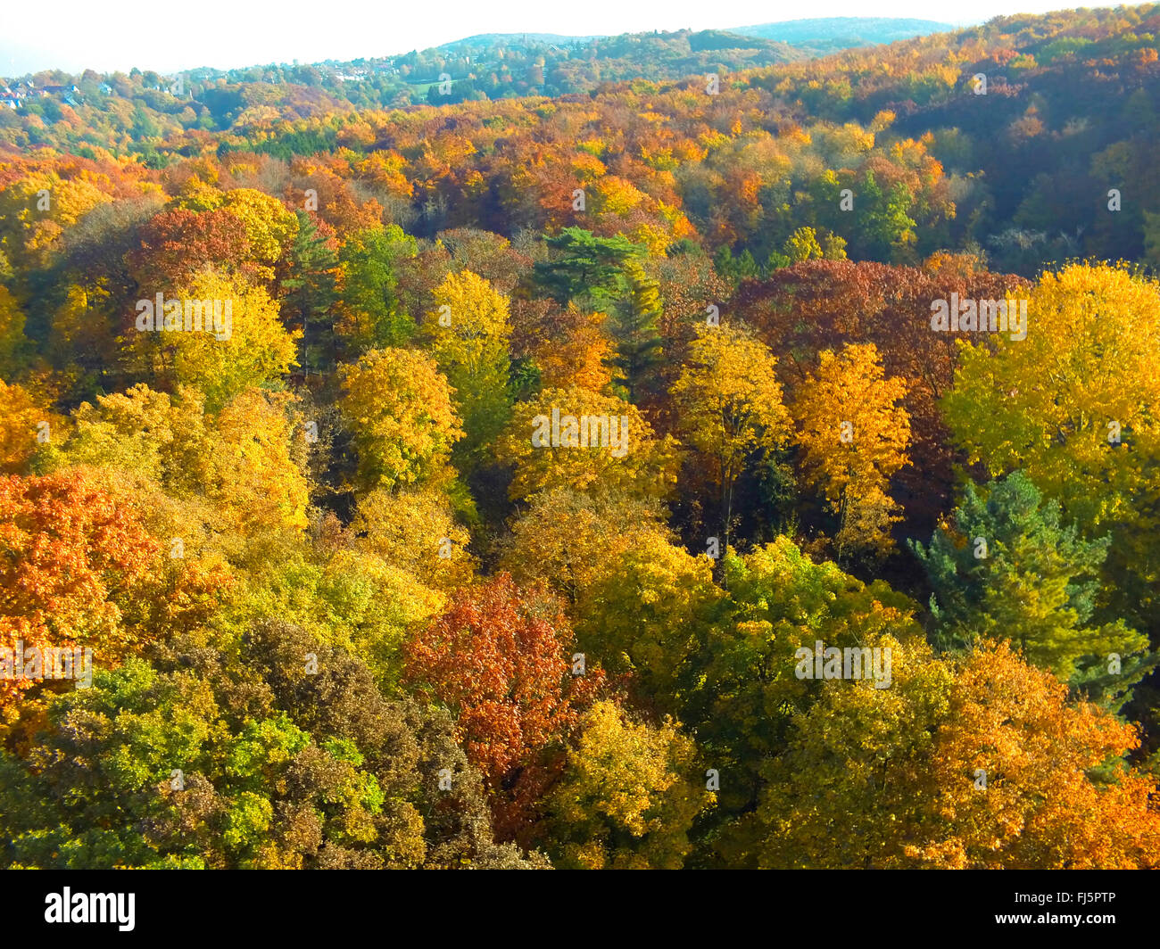 aerial view to colourful autumn forest, Germany, North Rhine-Westphalia ...