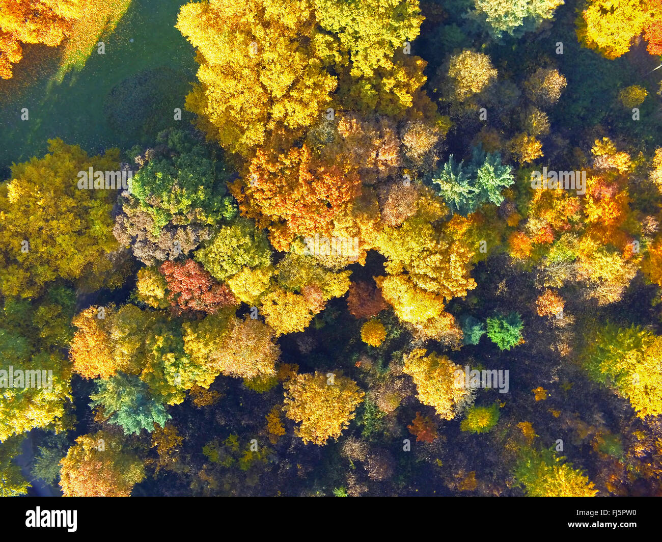 aerial view to colourful autumn forest, Germany, North Rhine-Westphalia ...