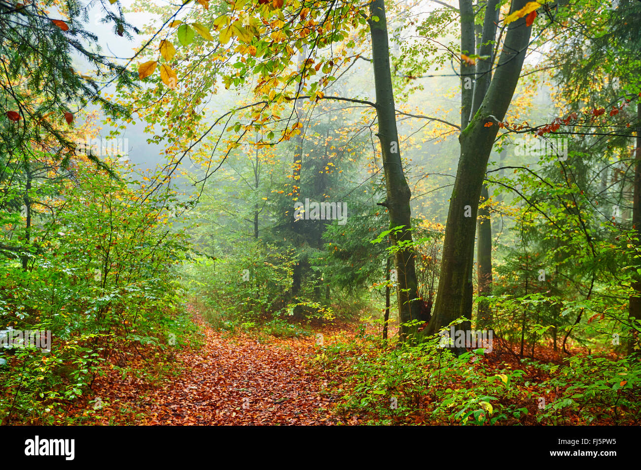 Mixed forest in autumn hi-res stock photography and images - Alamy