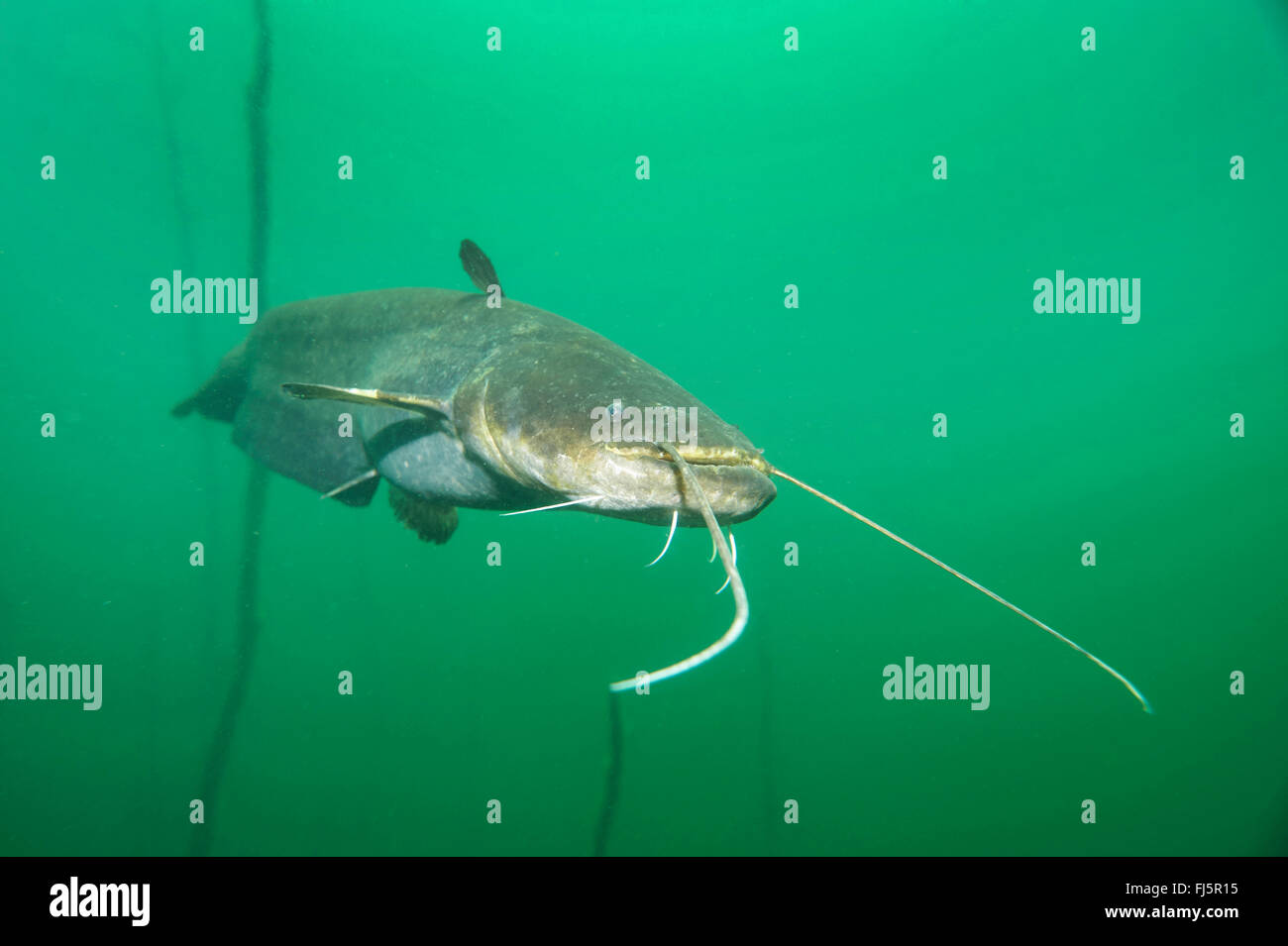 Underwater freshwater lakes germany High Resolution Stock Photography ...