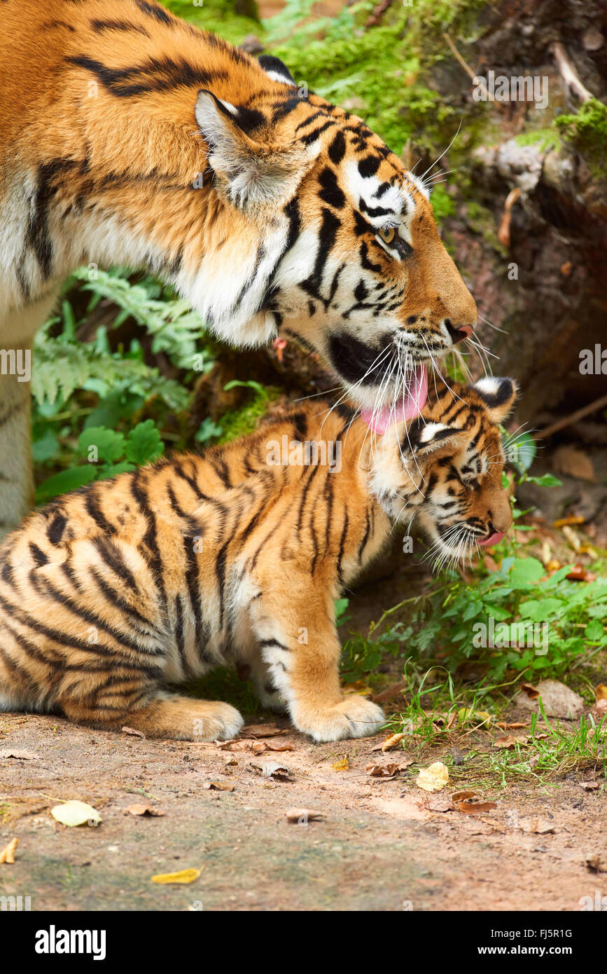 Siberian tiger, Amurian tiger (Panthera tigris altaica), mother with ...
