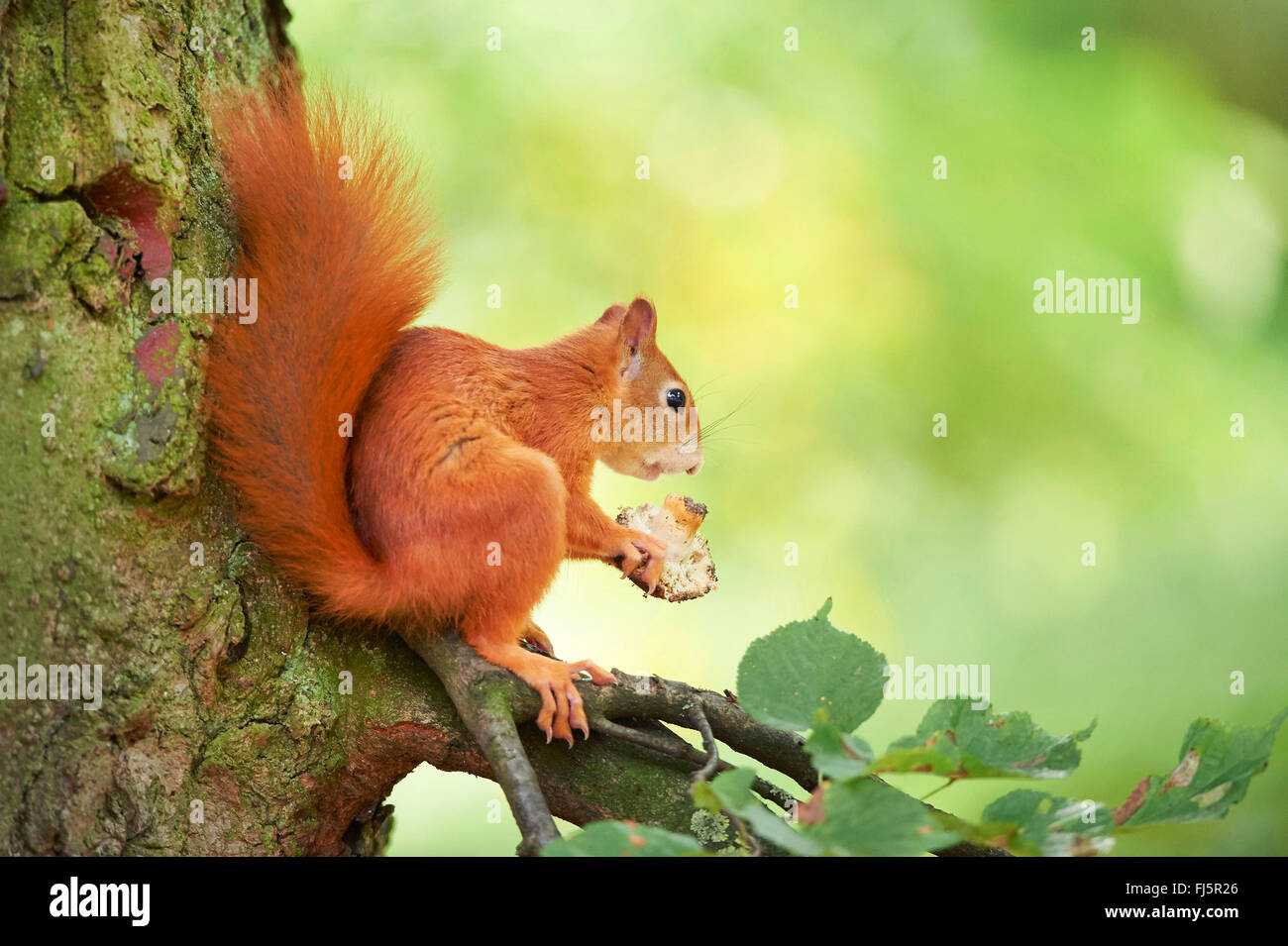 European red squirrel, Eurasian red squirrel (Sciurus vulgaris), on the ...