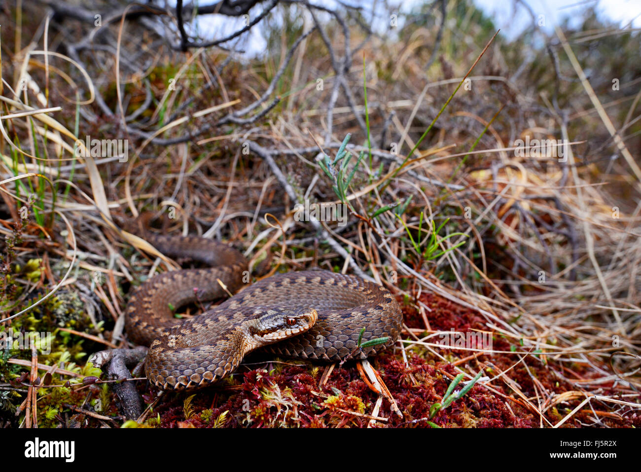 adder, common viper, common European viper, common viper (Vipera berus ...