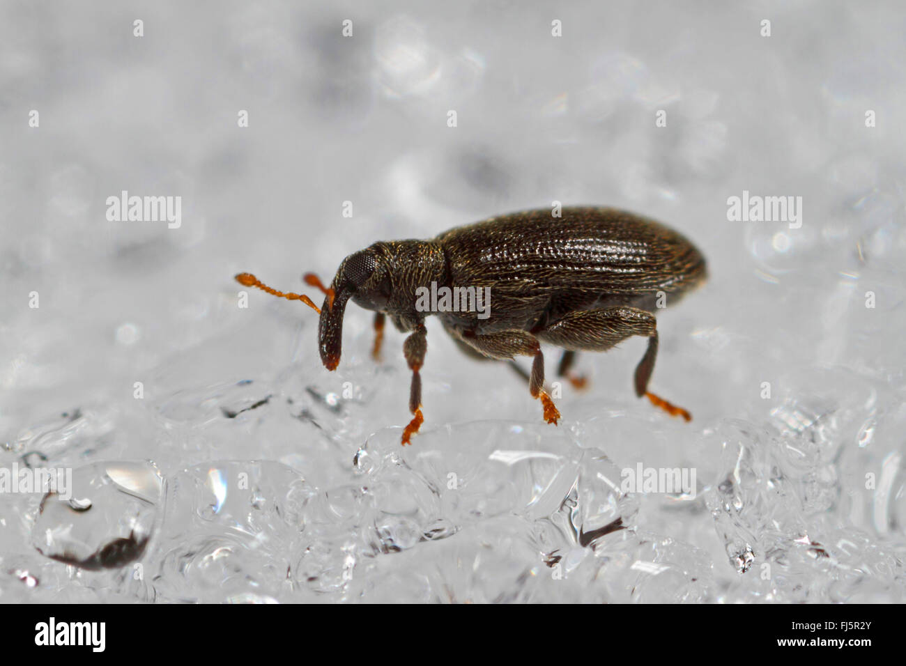 Beech flea weevil, Beech leaf mining weevil, Beech leafminer (Orchestes ...