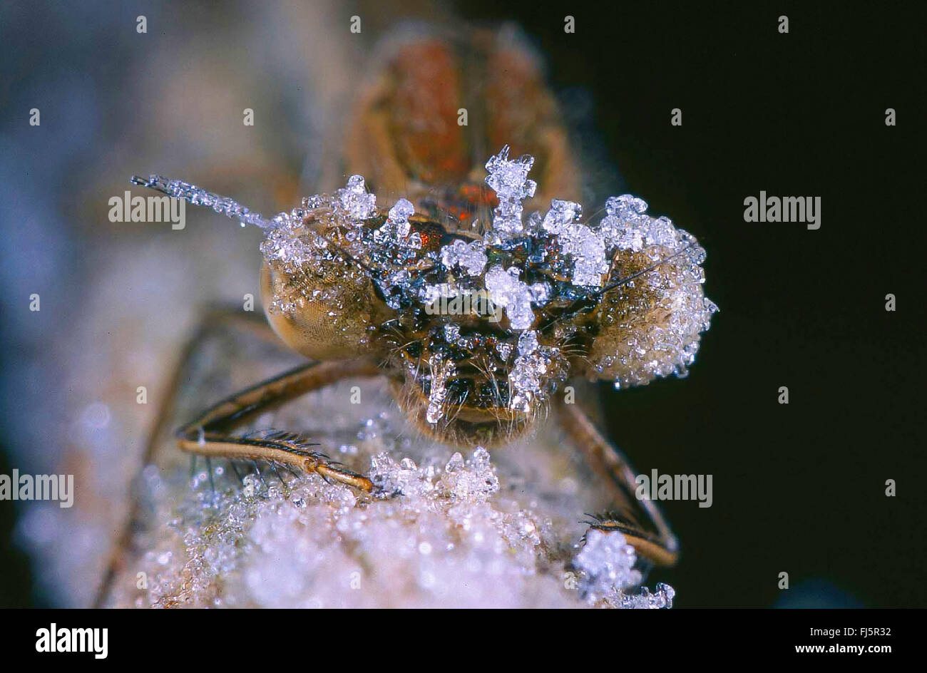 Siberian winter damselfly (Sympecma annulata, Sympecma paedisca ...