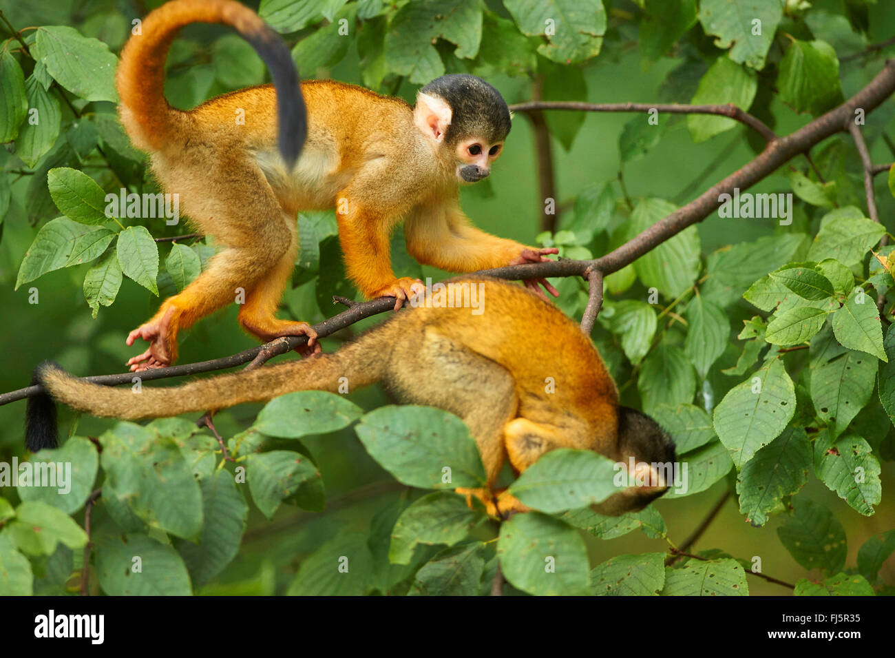 common squirrel monkey (Saimiri sciureus), on a branch Stock Photo - Alamy