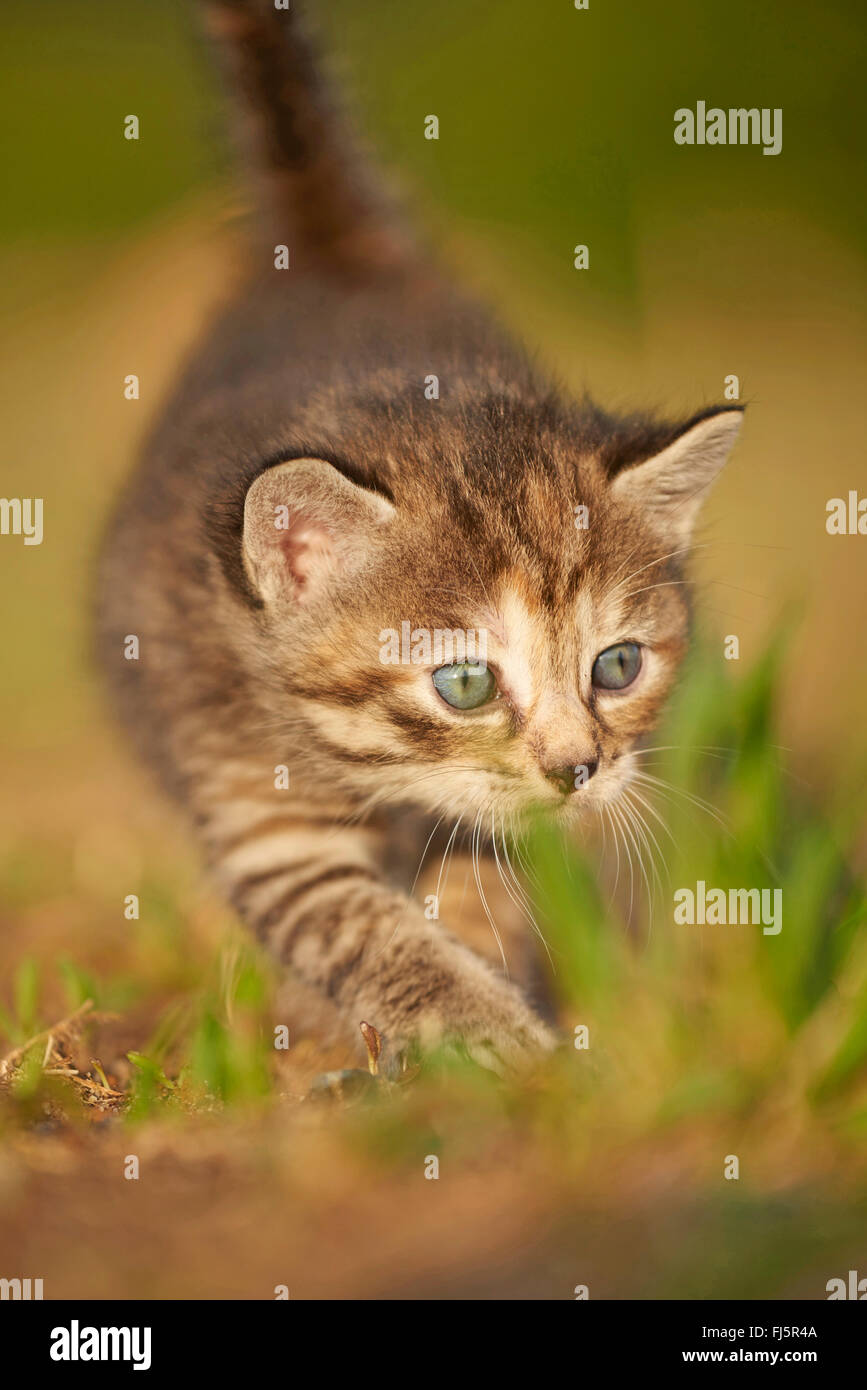 domestic cat, house cat (Felis silvestris f. catus), five weeks old ...
