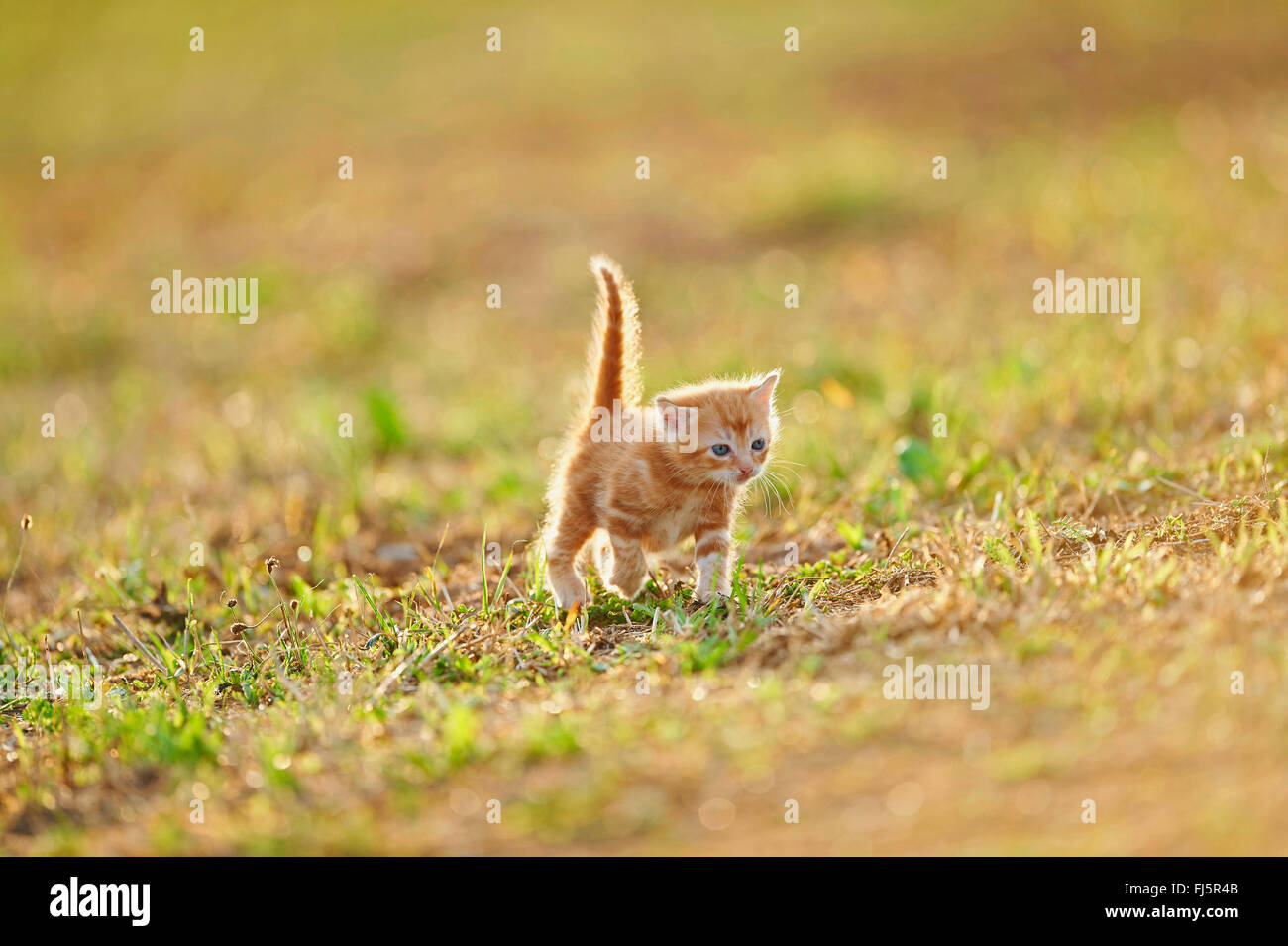 domestic cat, house cat (Felis silvestris f. catus), five weeks old ...