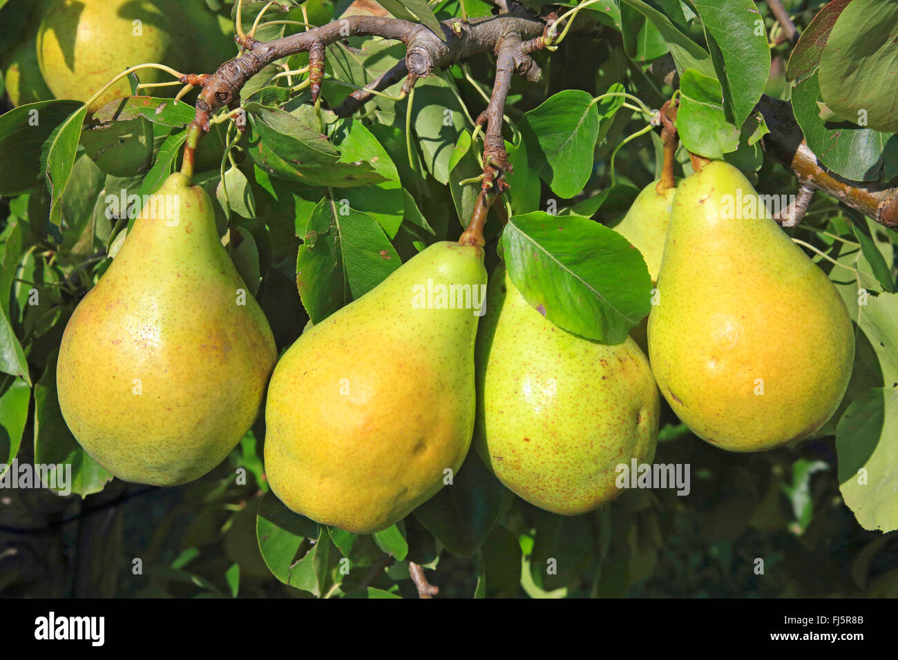 Common pear (Pyrus communis), pears on a tree, Germany Stock Photo - Alamy